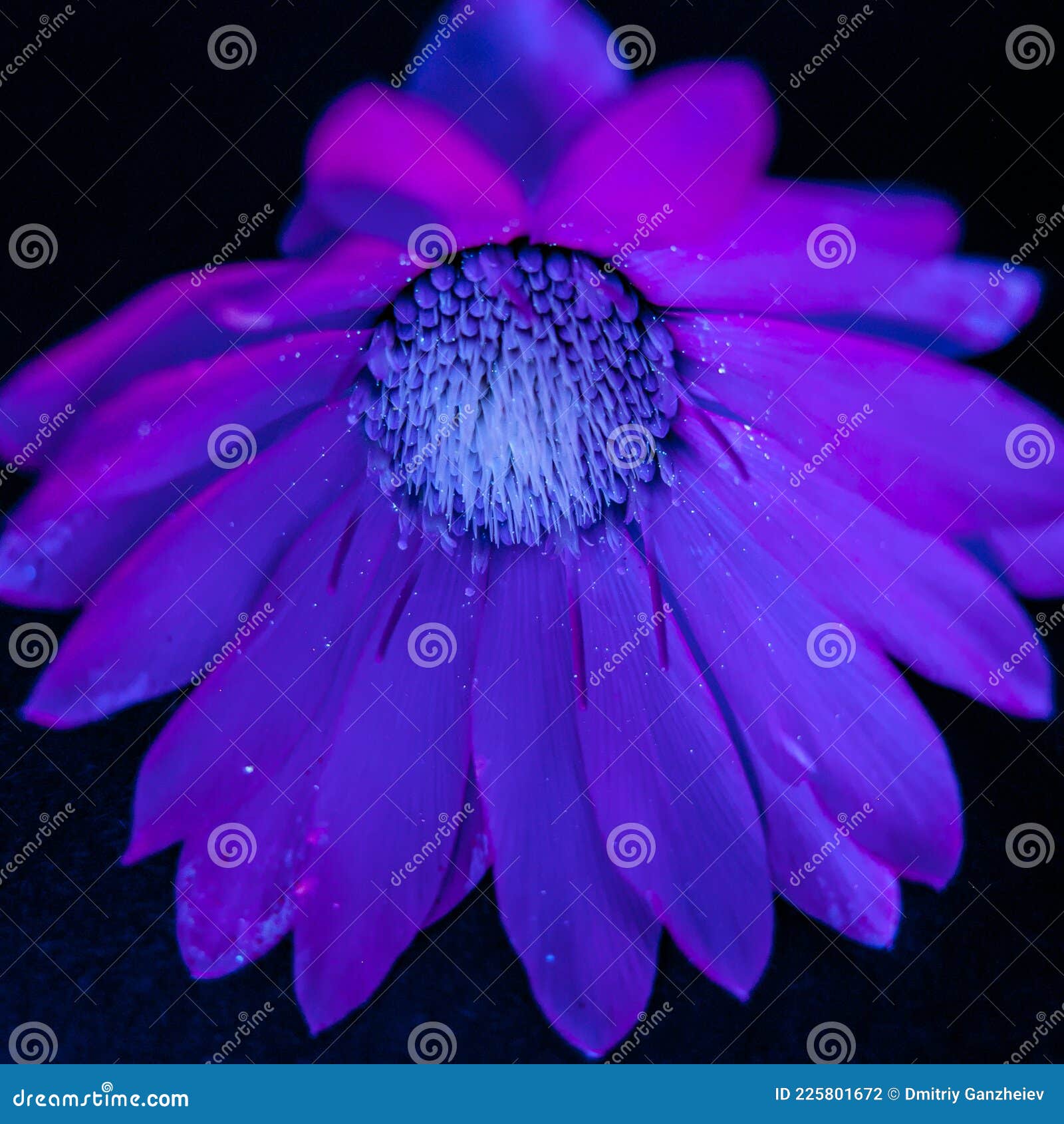 Flower in Ultraviolet Light Stock Photo - Image of flora, petals: 225801672