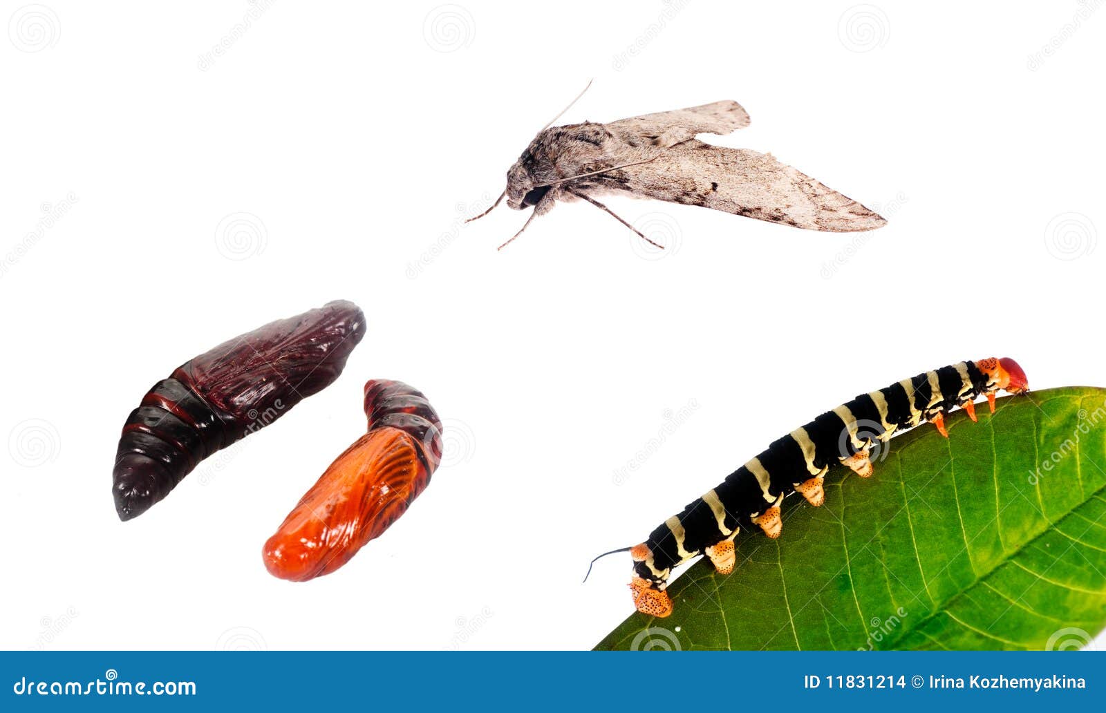 Transformations of Butterflies Stock Photo - Image of eaten, plague ...
