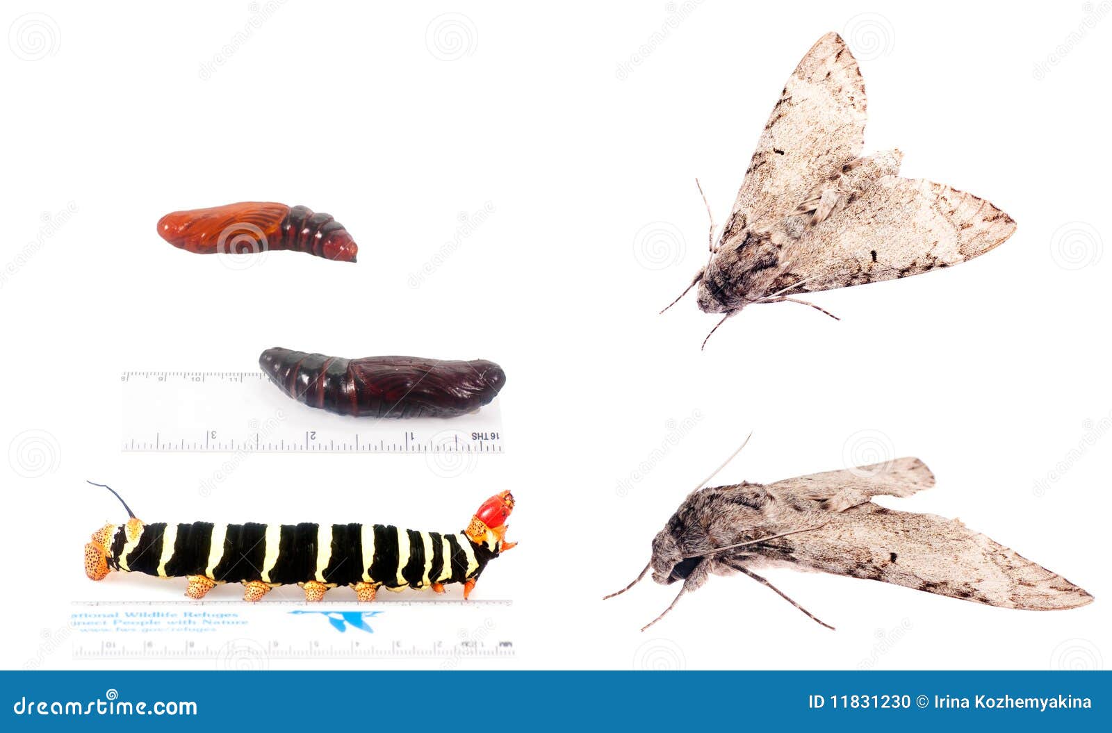Transformations of Butterflies Stock Photo - Image of insect ...