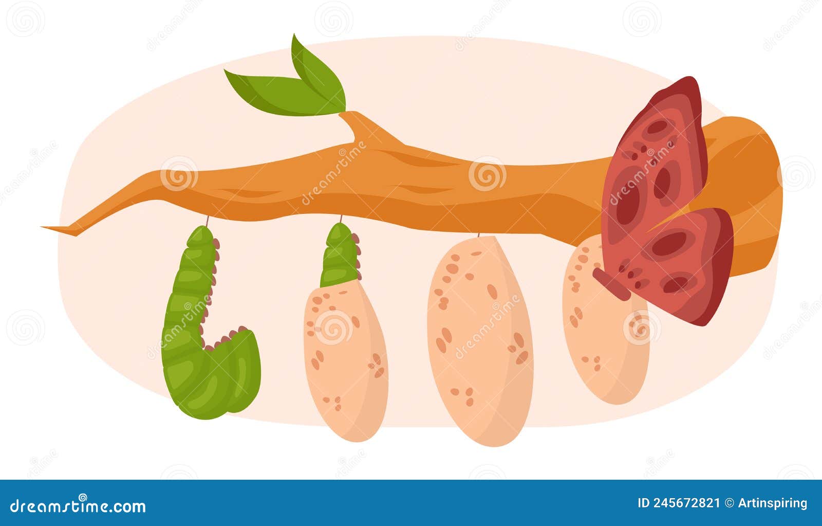 Transforming Concept. Transformation Metaphor, Changing and Evolution ...
