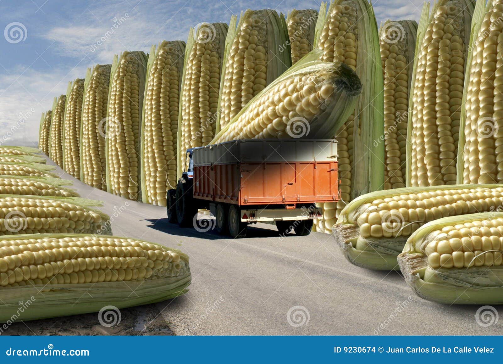Transgenic corn stock photo. Image of farming, success - 9230674