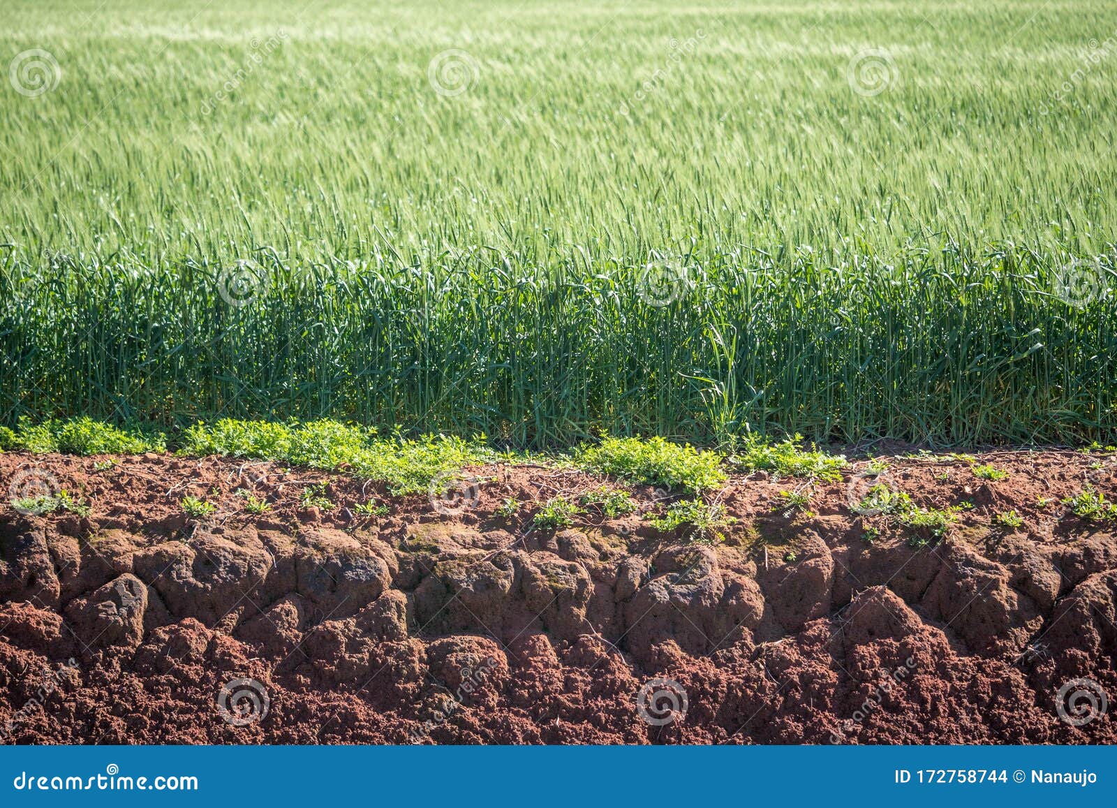 Green Wheat Field, Ground Cut Stock Photo - Image of field, farming ...