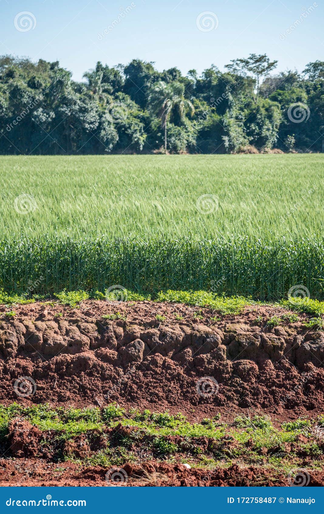 Green Wheat Field, Ground Cut Stock Image - Image of bread, corn: 172758487