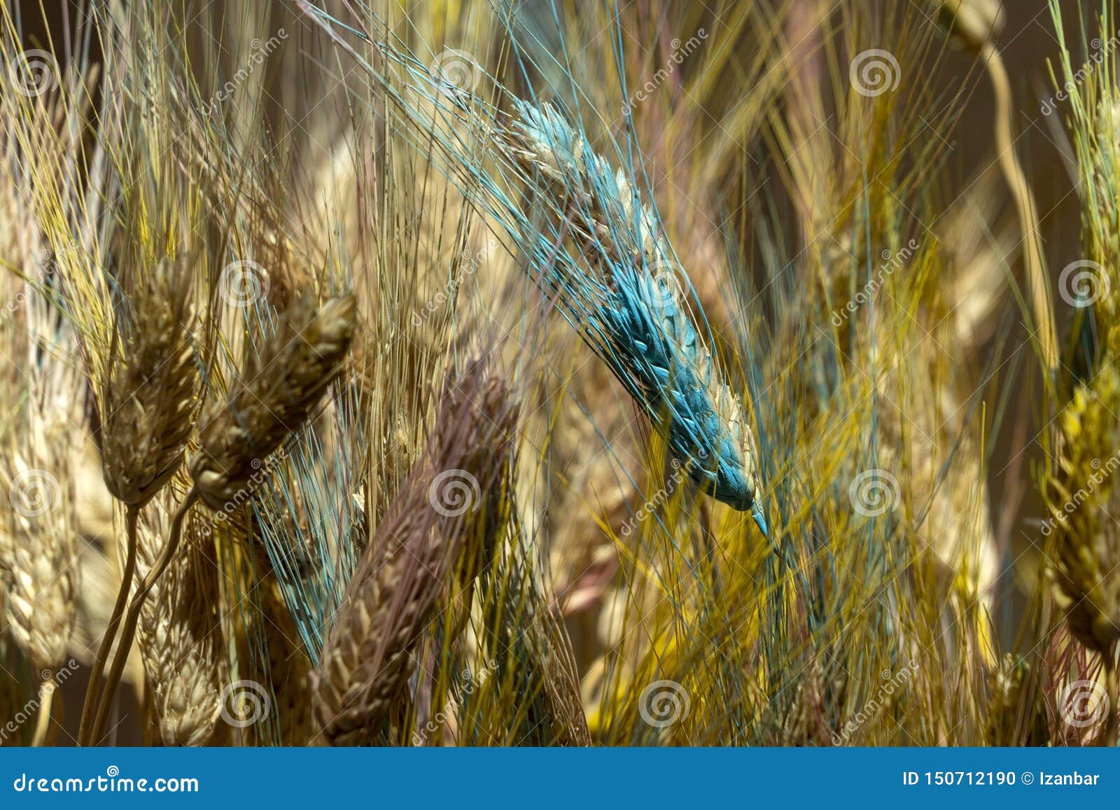 Transgenic Modified Mutated Blue Wheat Spike Stock Photo - Image of ...