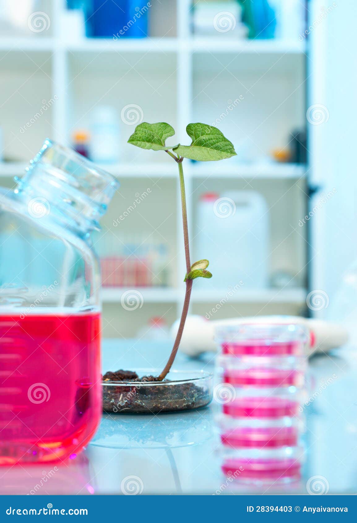 Transgenic Plant in the Lab Stock Image - Image of science, experiment ...