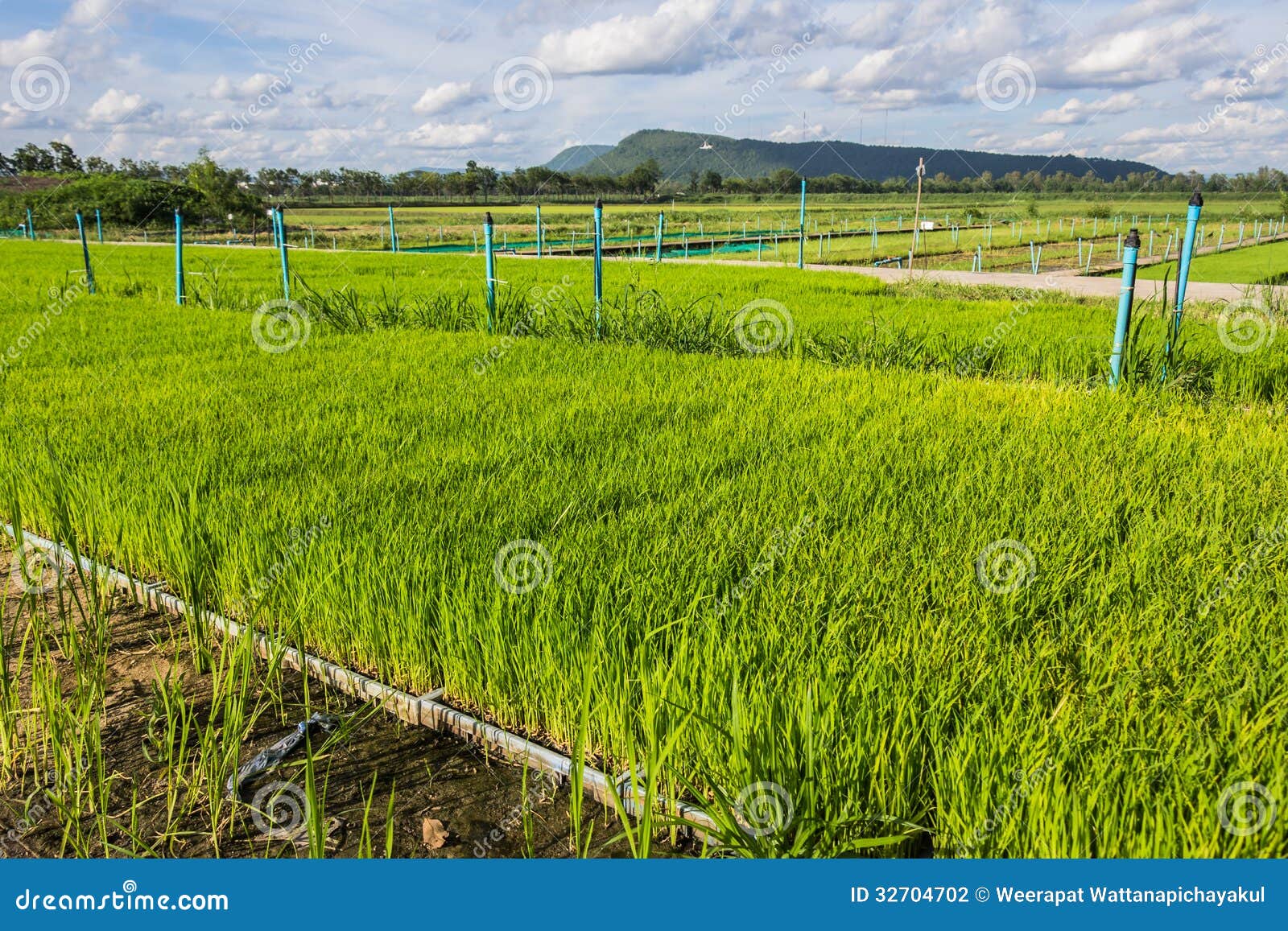 Transgenic rice stock photo. Image of plantation, mountain - 32704702