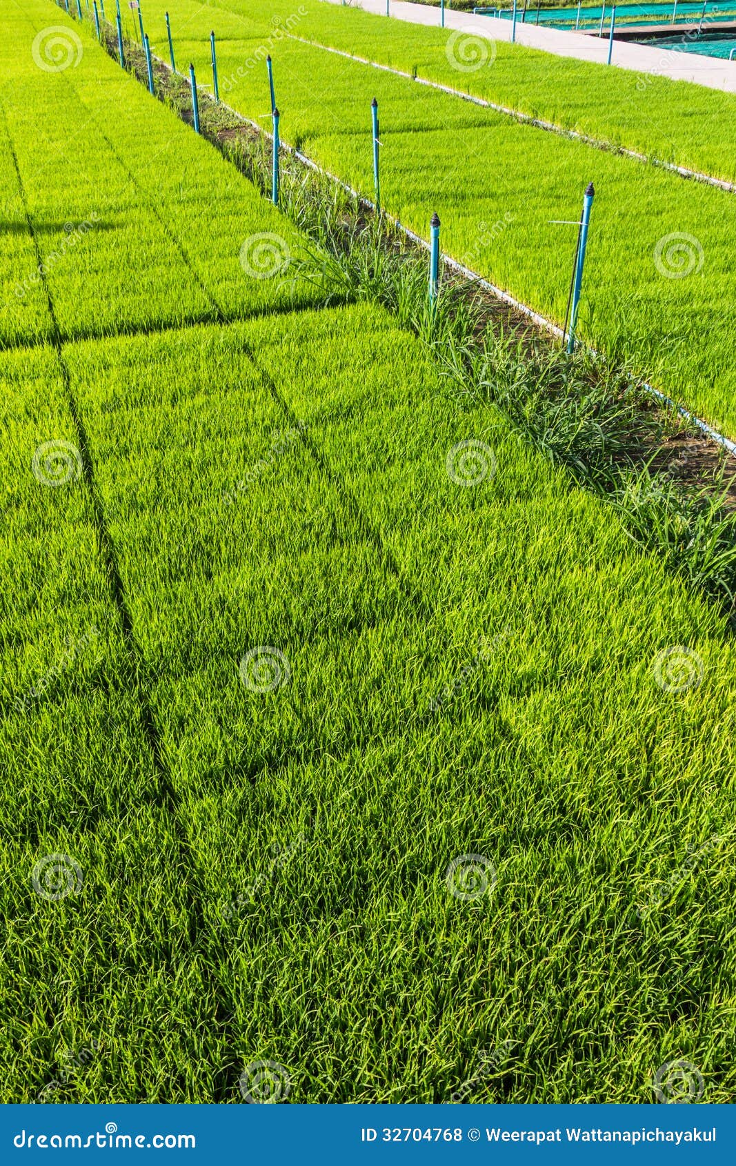 Transgenic rice stock photo. Image of growth, experiment - 32704768