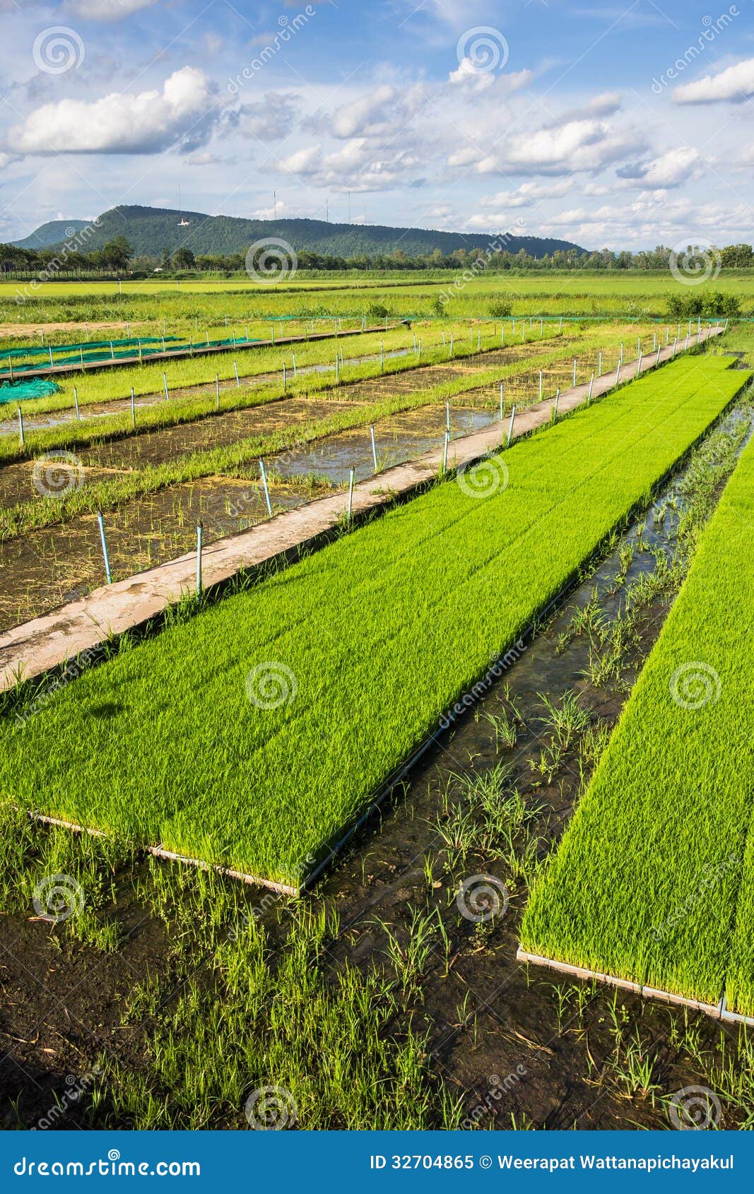 Transgenic rice stock image. Image of paddy, green, rice - 32704865