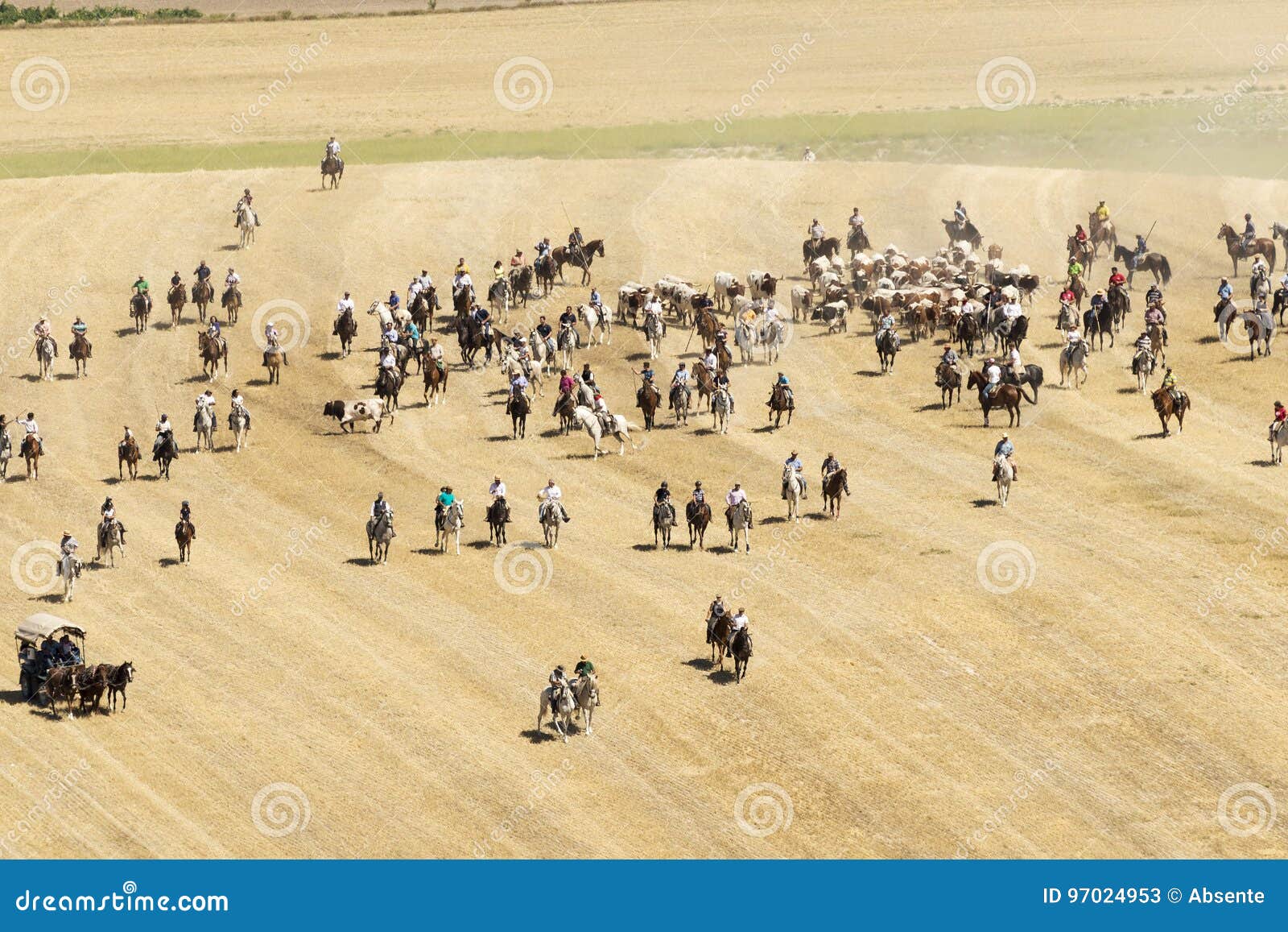 Transhumance of Cattle in Spain Stock Image - Image of horns, migration ...