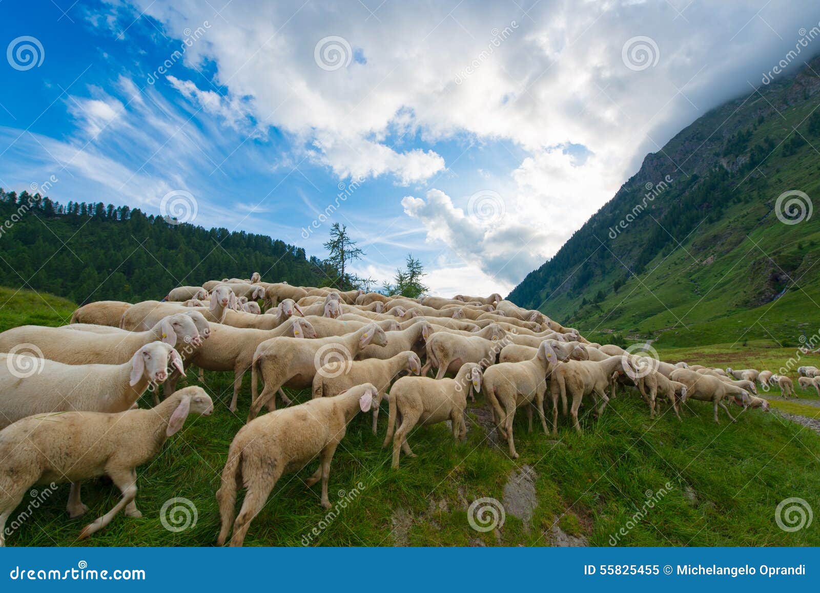Transhumance of sheep stock image. Image of nature, farming - 55825455