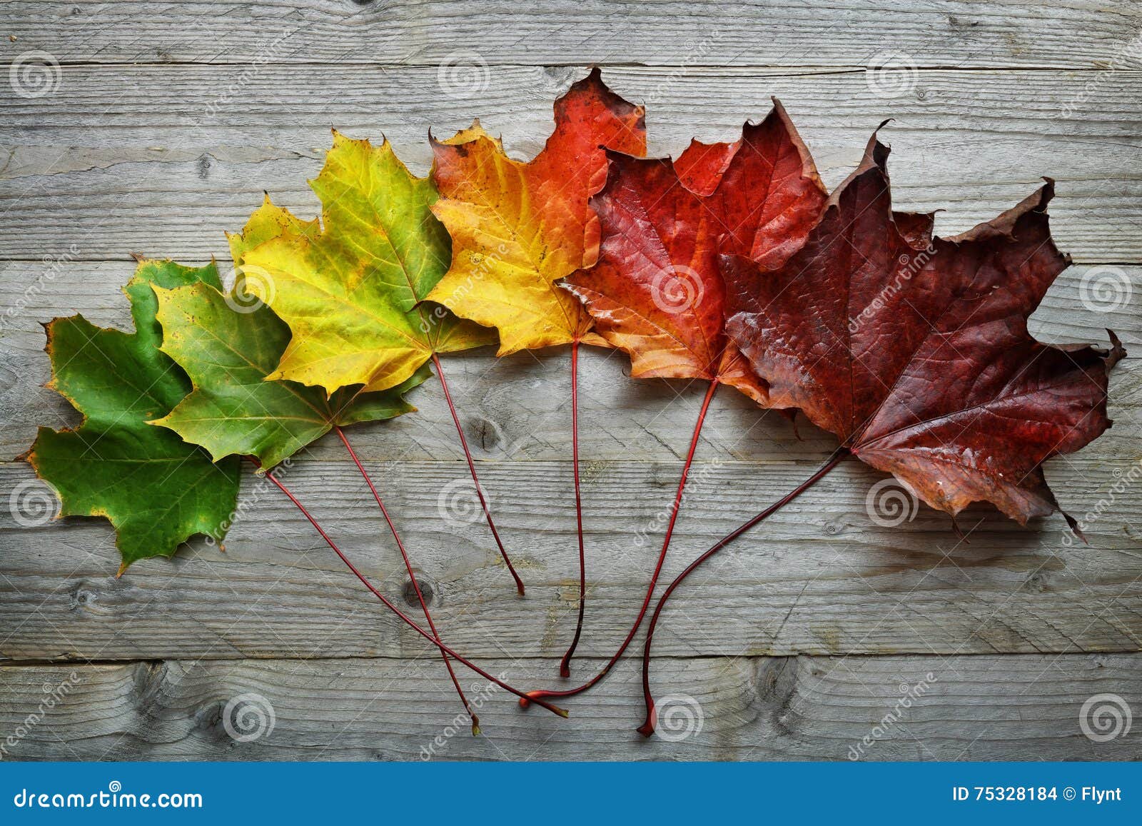Transición De La Hoja De Autumn Maple Foto de archivo - Imagen de ...