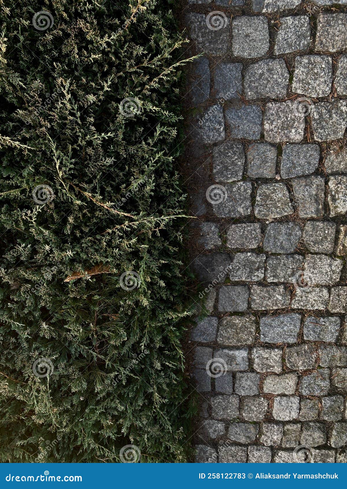 Transition from Green Bushes To Stone Paving Slabs Stock Image - Image ...