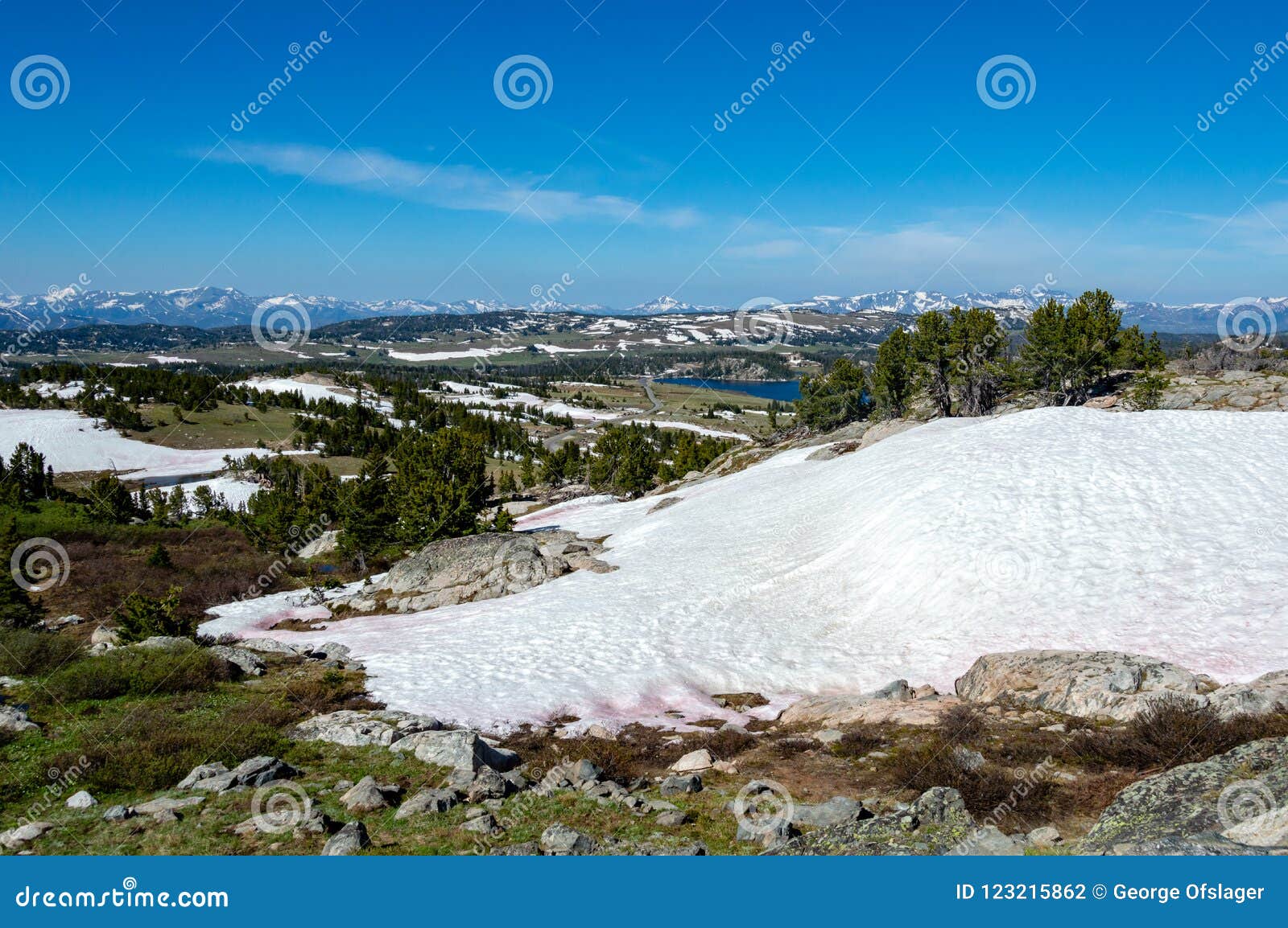 Transition To the Alpine Zone Stock Photo - Image of tree, zone: 123215862