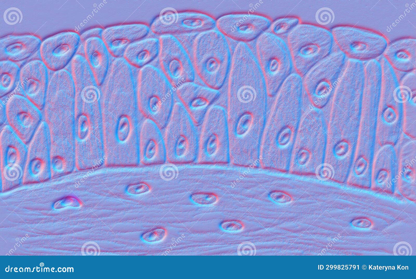 Transitional Epithelium, Illustration Stock Illustration - Illustration ...