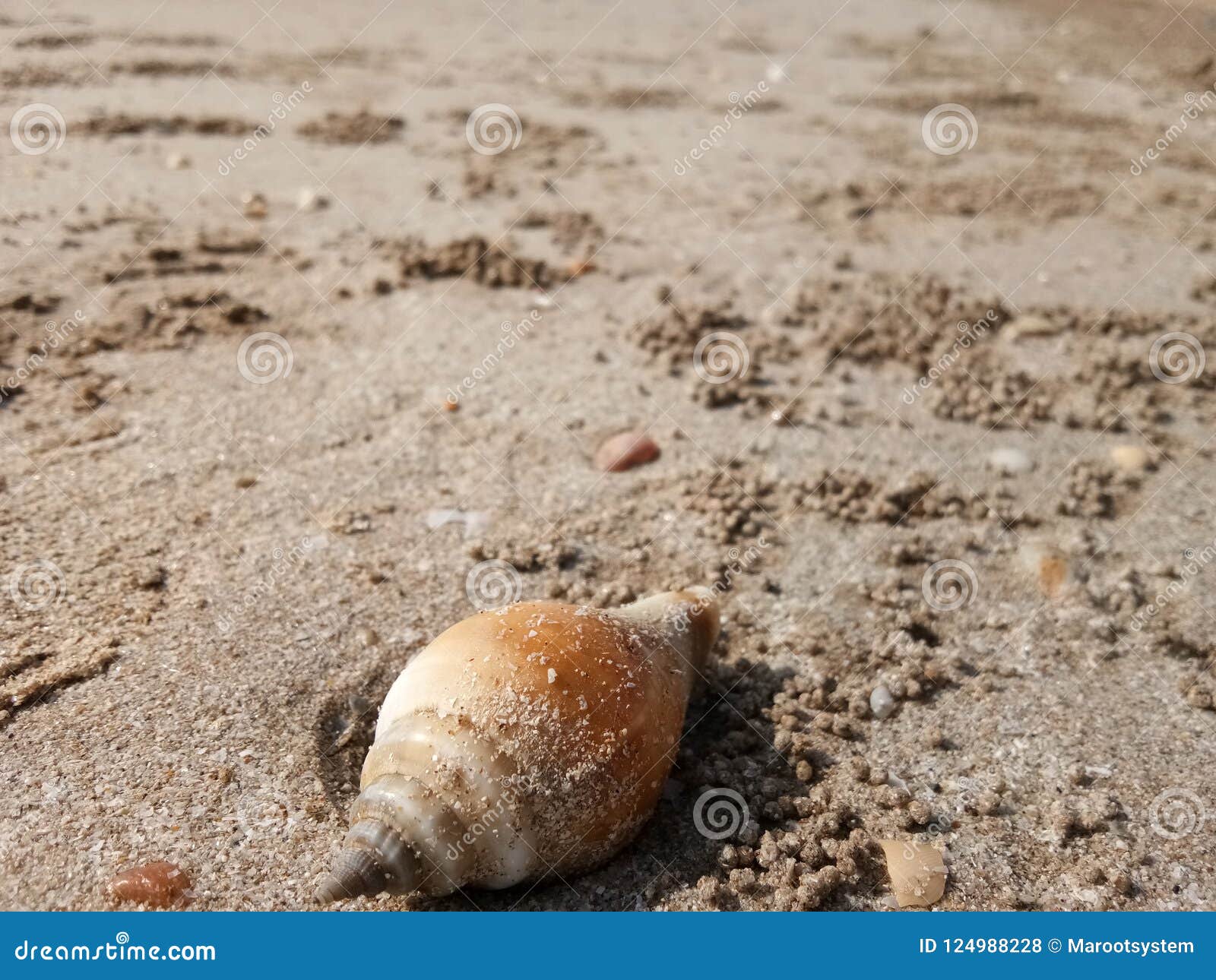 Translation of shells stock photo. Image of white, detailed - 124988228