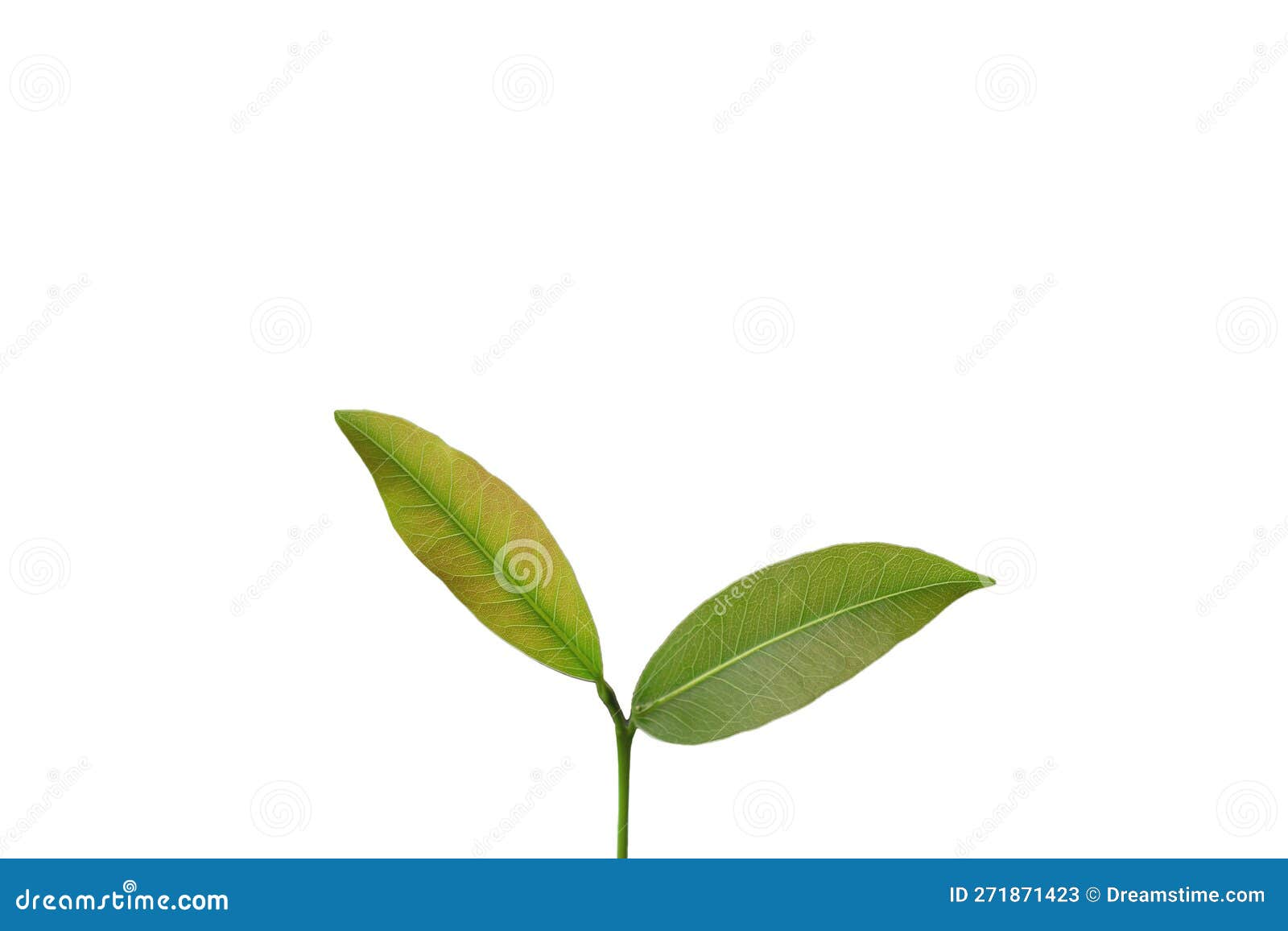 Translucent Background of Plant Saplings White Background Stock Image ...