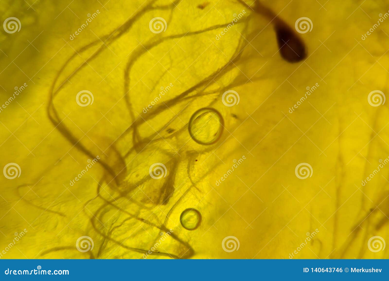 Translucent Backlit Fruit Pulp Close-up. Abstract Flesh and Fibers ...