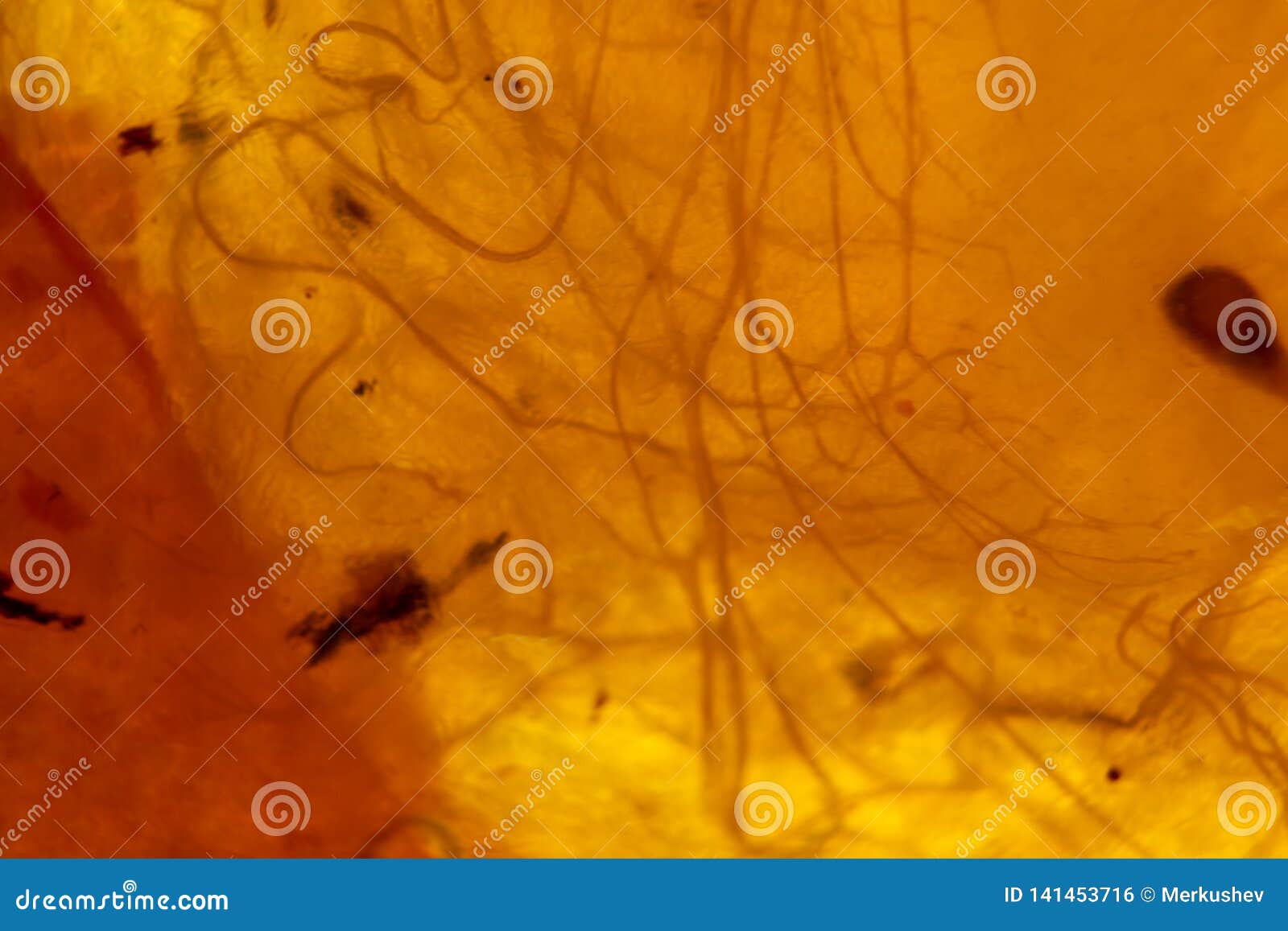 Translucent Backlit Fruit Pulp Close-up. Abstract Flesh and Fibers ...