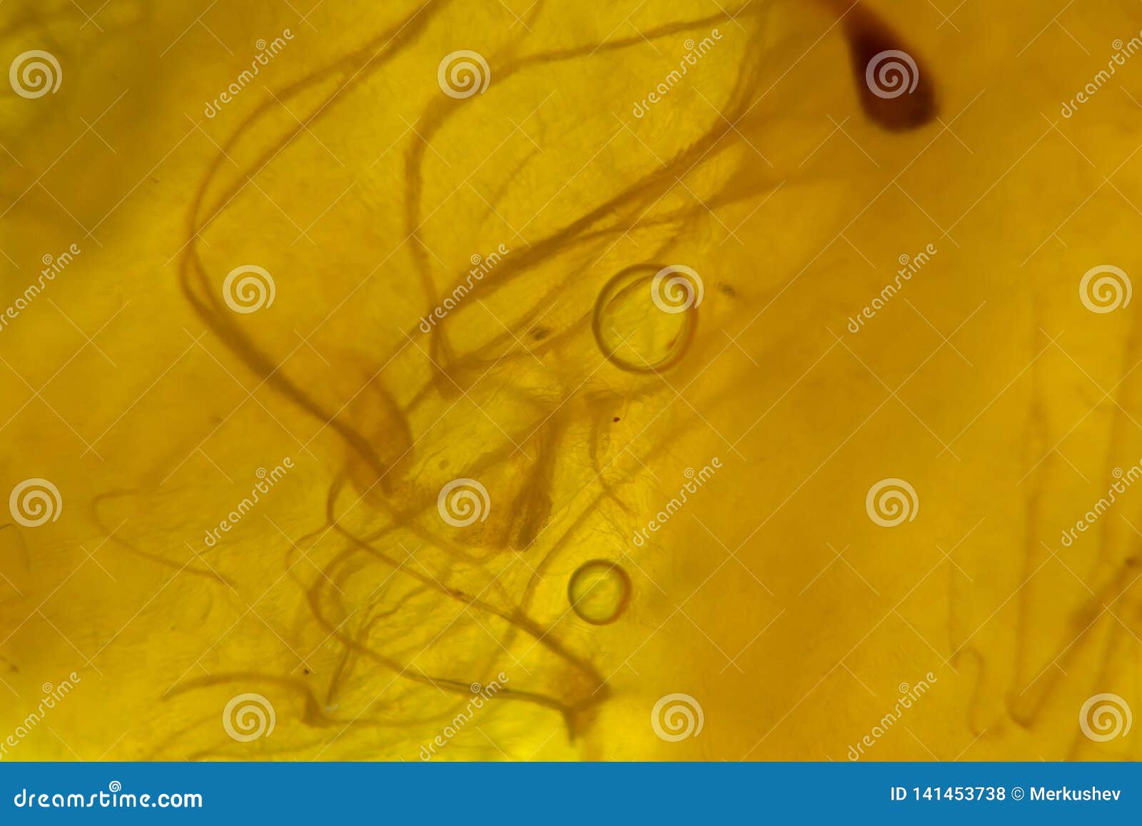 Translucent Backlit Fruit Pulp Close-up. Abstract Flesh and Fibers ...