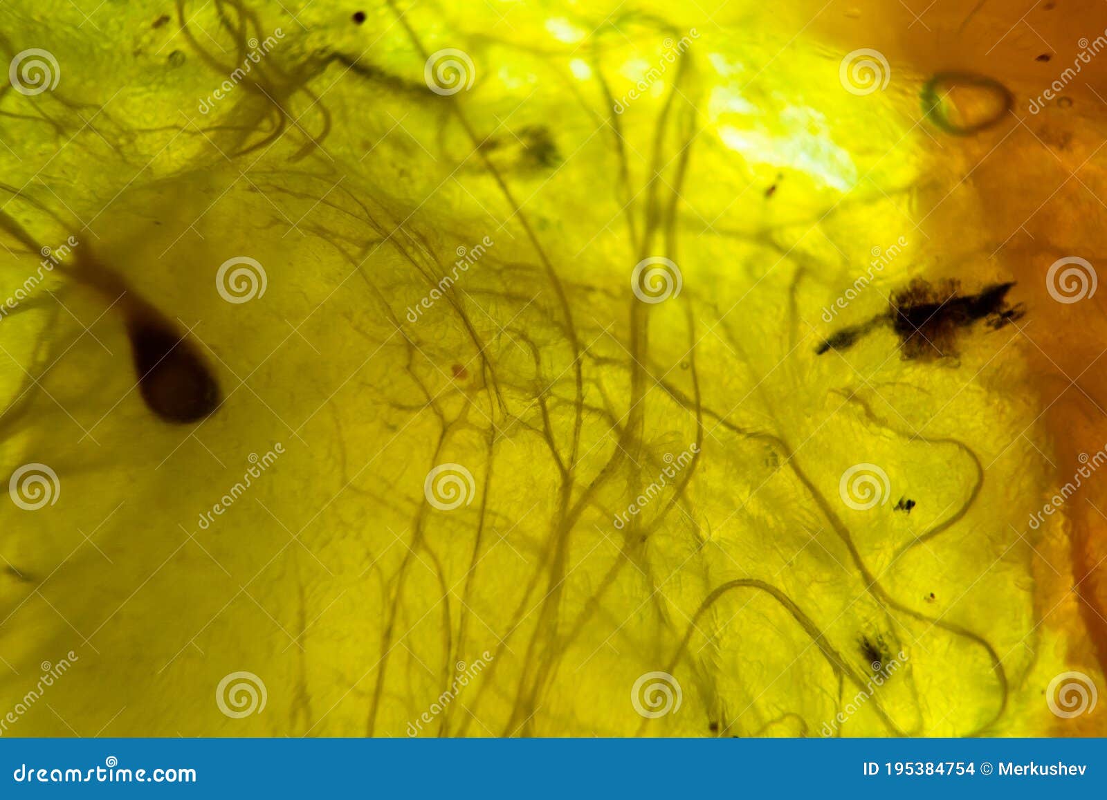 Translucent Backlit Fruit Pulp Close-up. Abstract Flesh and Fibers ...