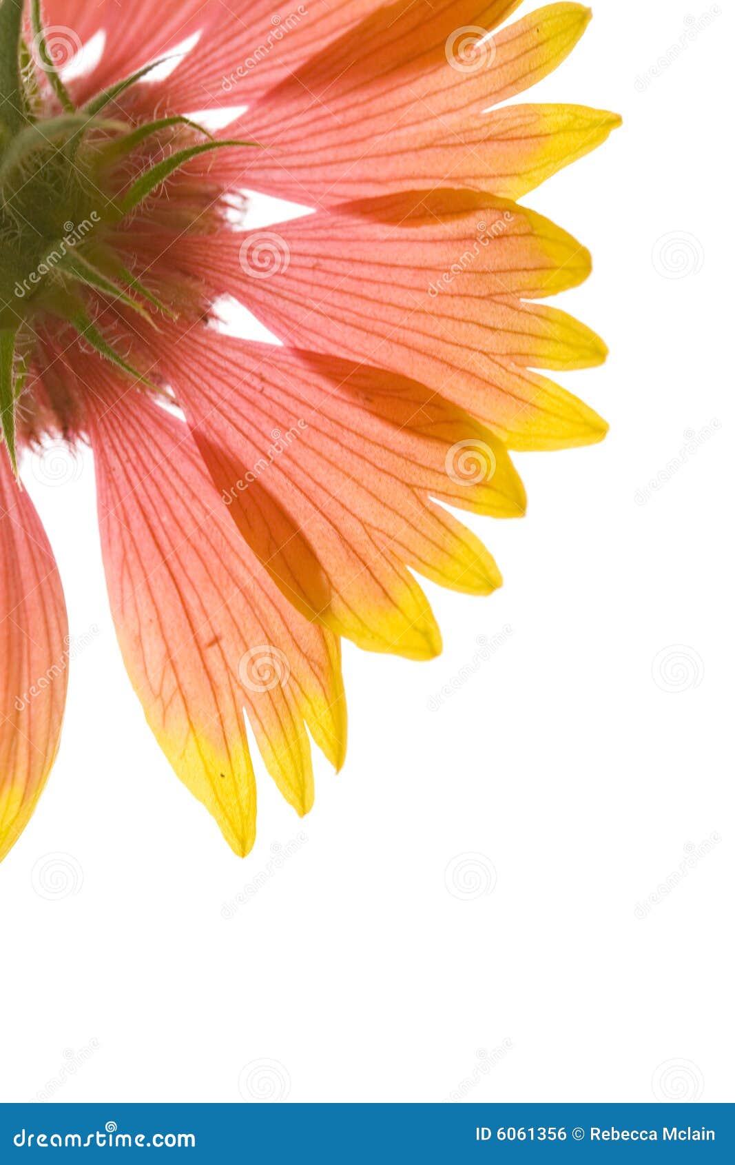 Translucent Beauty stock photo. Image of circular, orange - 6061356