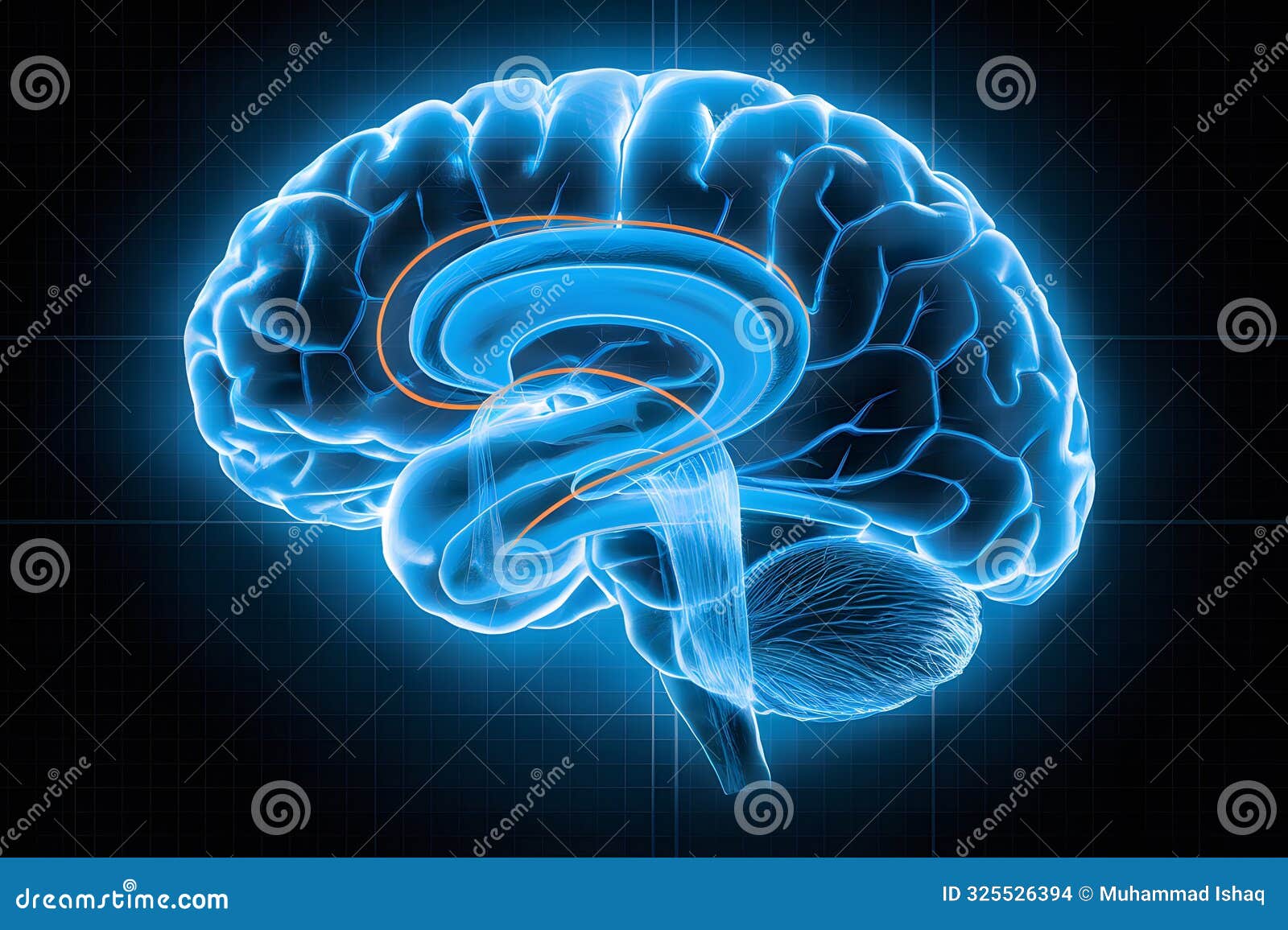Translucent Blue Brain on Dark Grid Neural Pathways Highlighted Stock ...