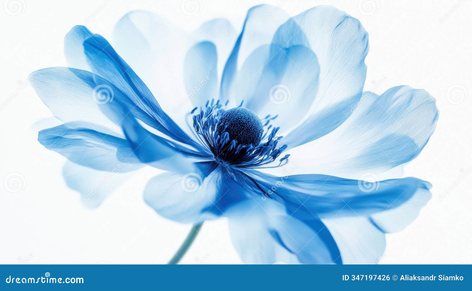 Translucent Blue Flower Capturing Beauty on Clean White Background ...