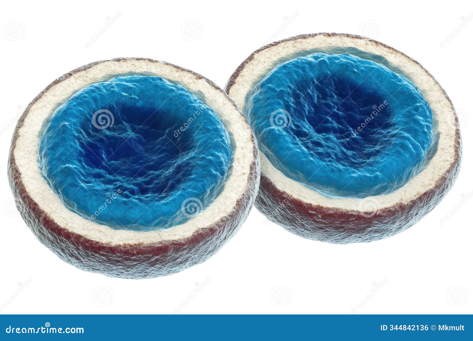 B-lymphocyte. Immune Cell. Royalty-Free Stock Photography ...