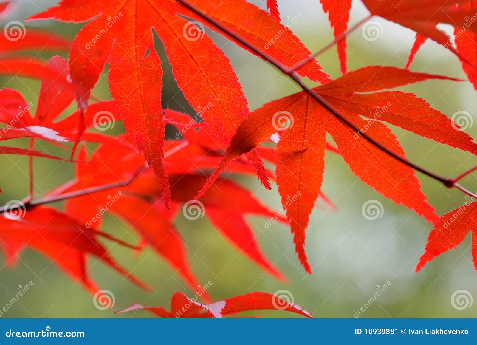 Translucent and Bright Red Leaves Stock Image - Image of twig, park ...