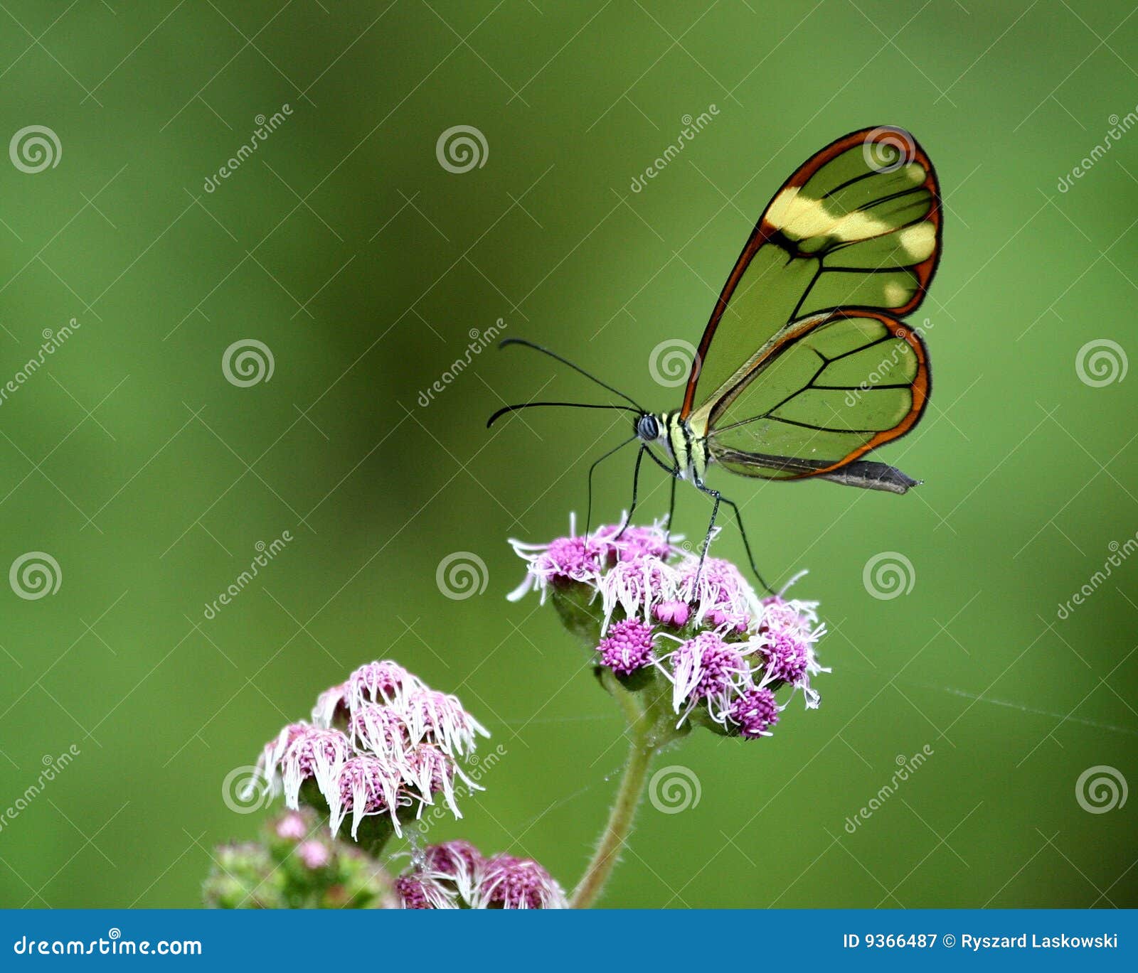 Translucent butterfly stock image. Image of herbivore - 9366487