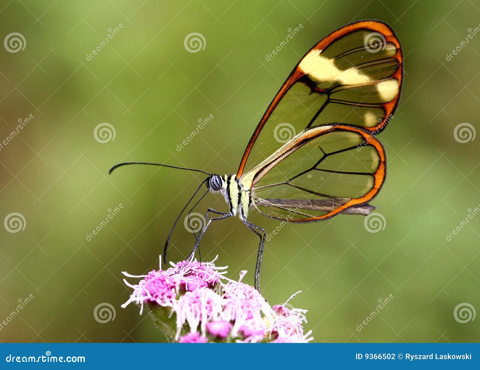 Translucent butterfly stock photo. Image of animals, flight - 9366502