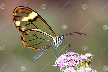 Translucent butterfly stock photo. Image of animals, insects - 9366534