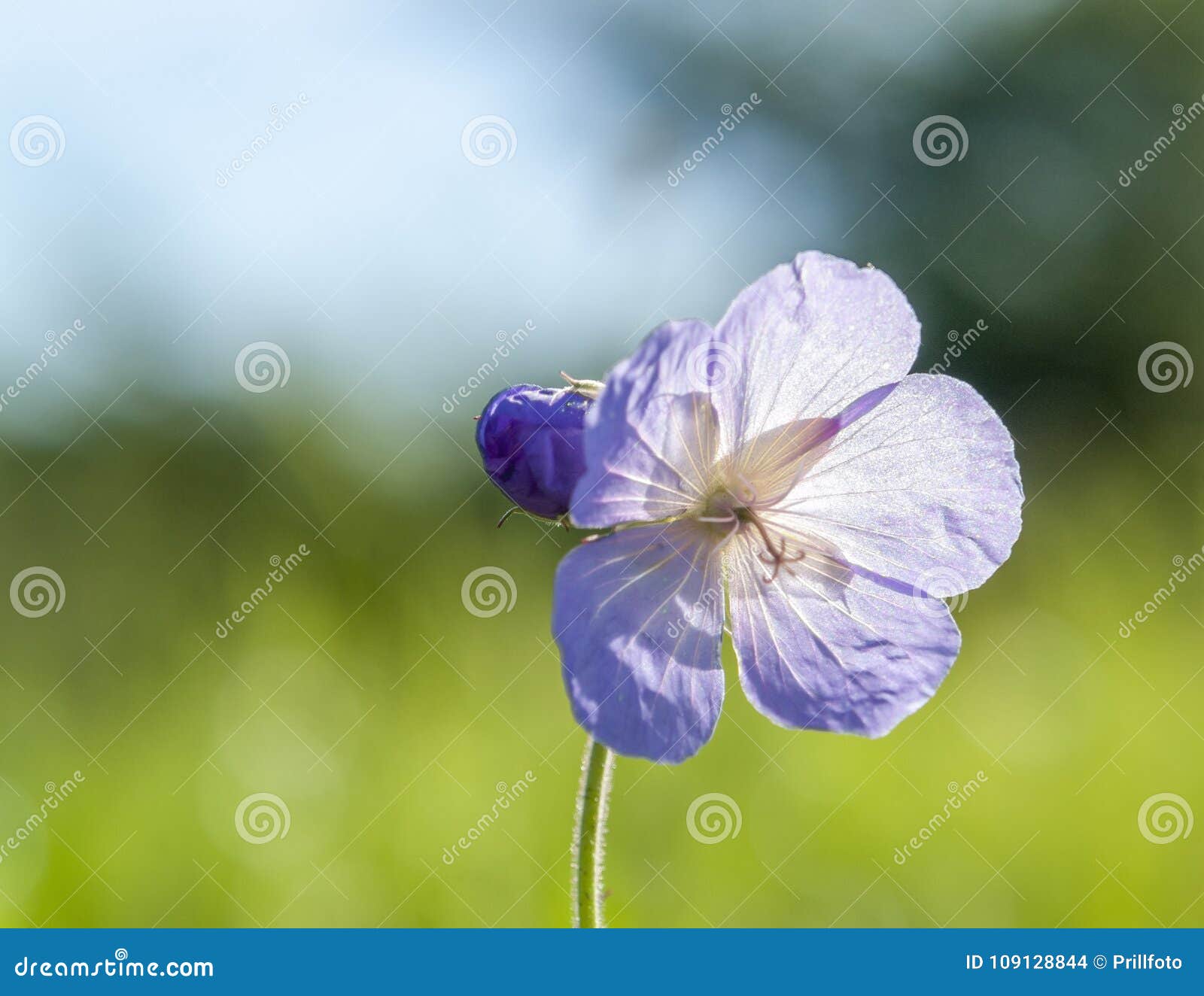 Translucent blue flower stock photo. Image of flora - 109128844