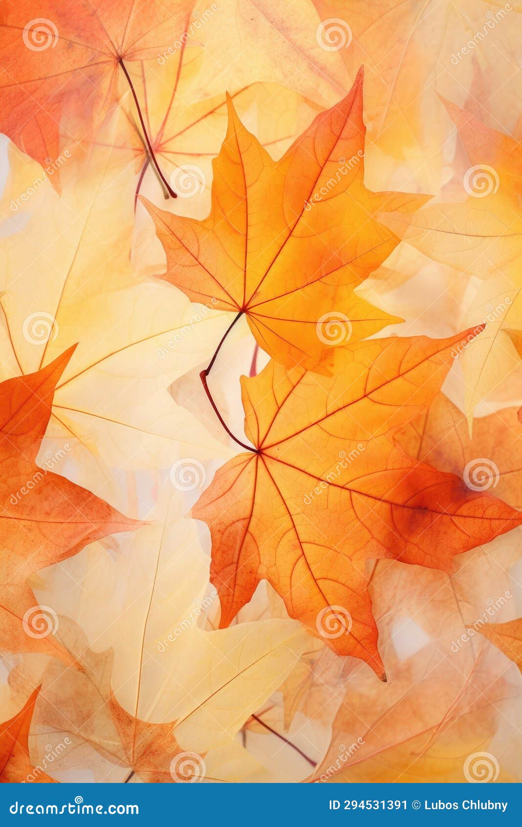 Translucent Fallen Autumn Leaves. Fall Autumn Background Stock ...
