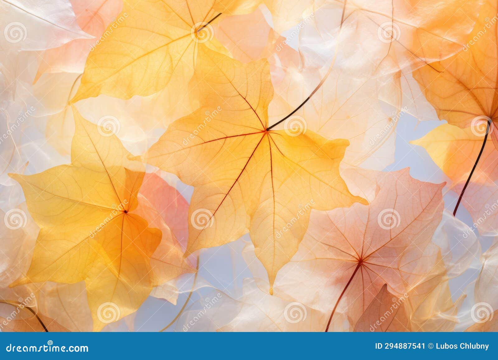 Translucent Fallen Autumn Leaves. Fall Autumn Background Stock ...