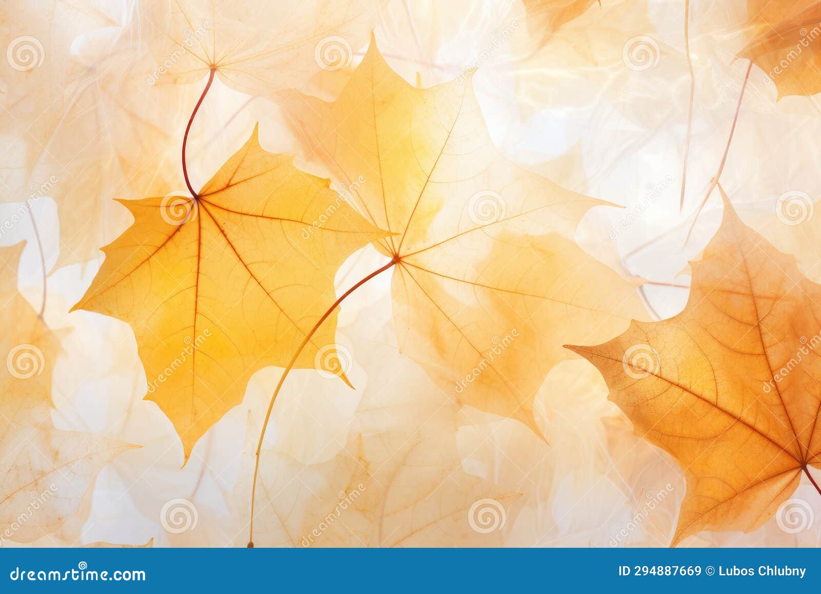 Translucent Fallen Autumn Leaves. Fall Autumn Background Stock ...
