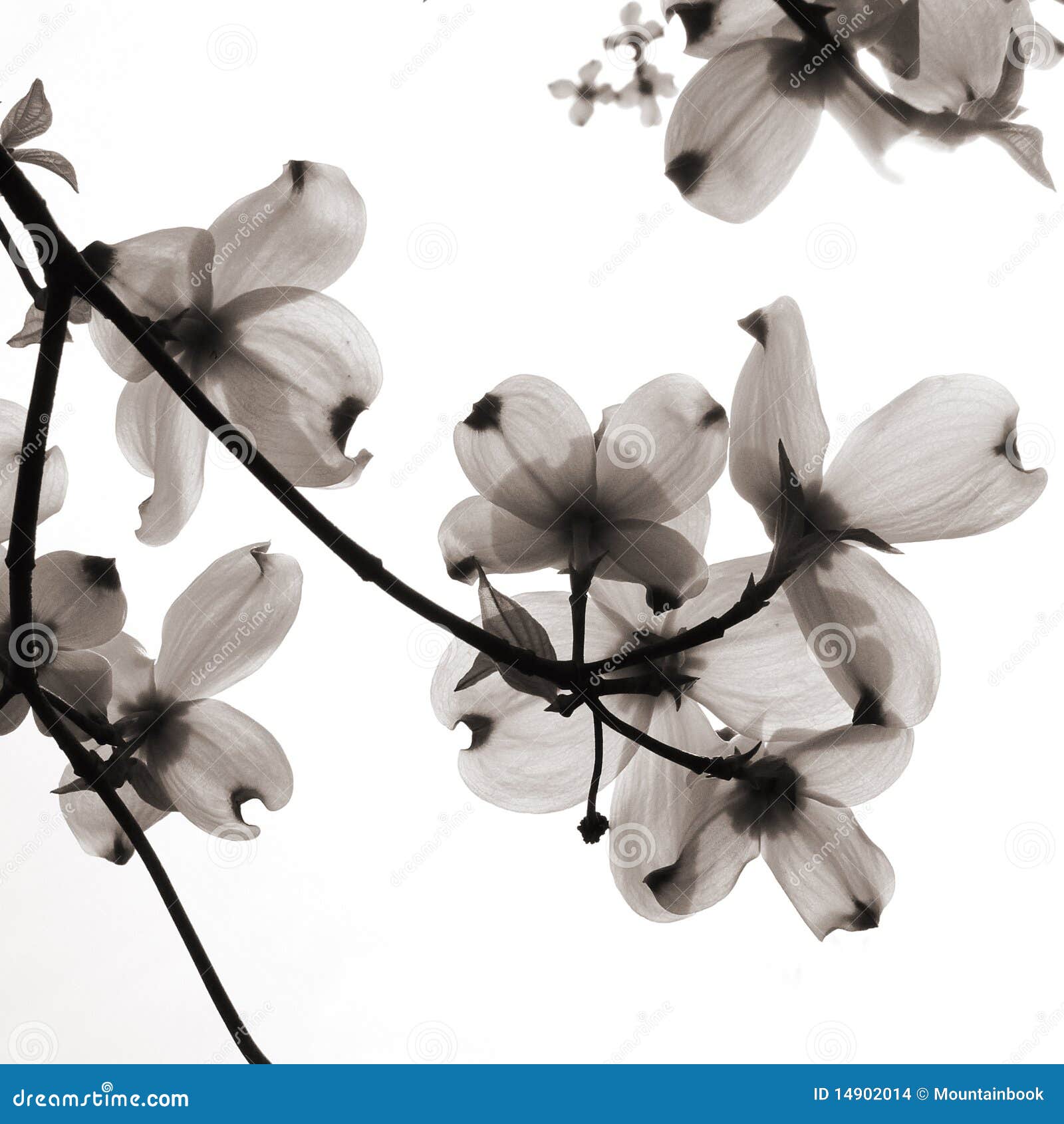 Translucent flower petals stock photo. Image of light - 14902014