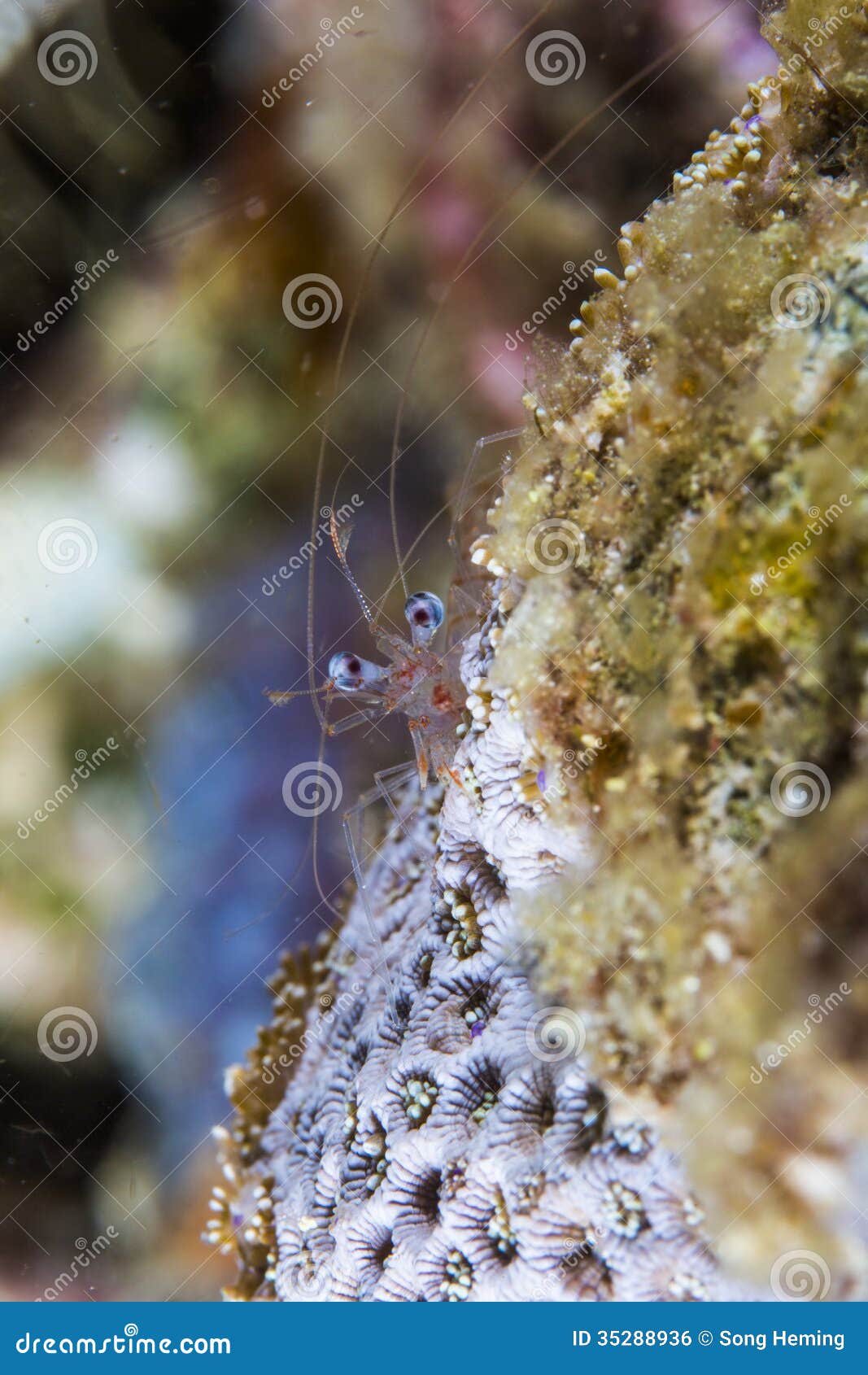 Translucent Gorgonian Shrimp Stock Photo - Image of grass, clear: 35288936