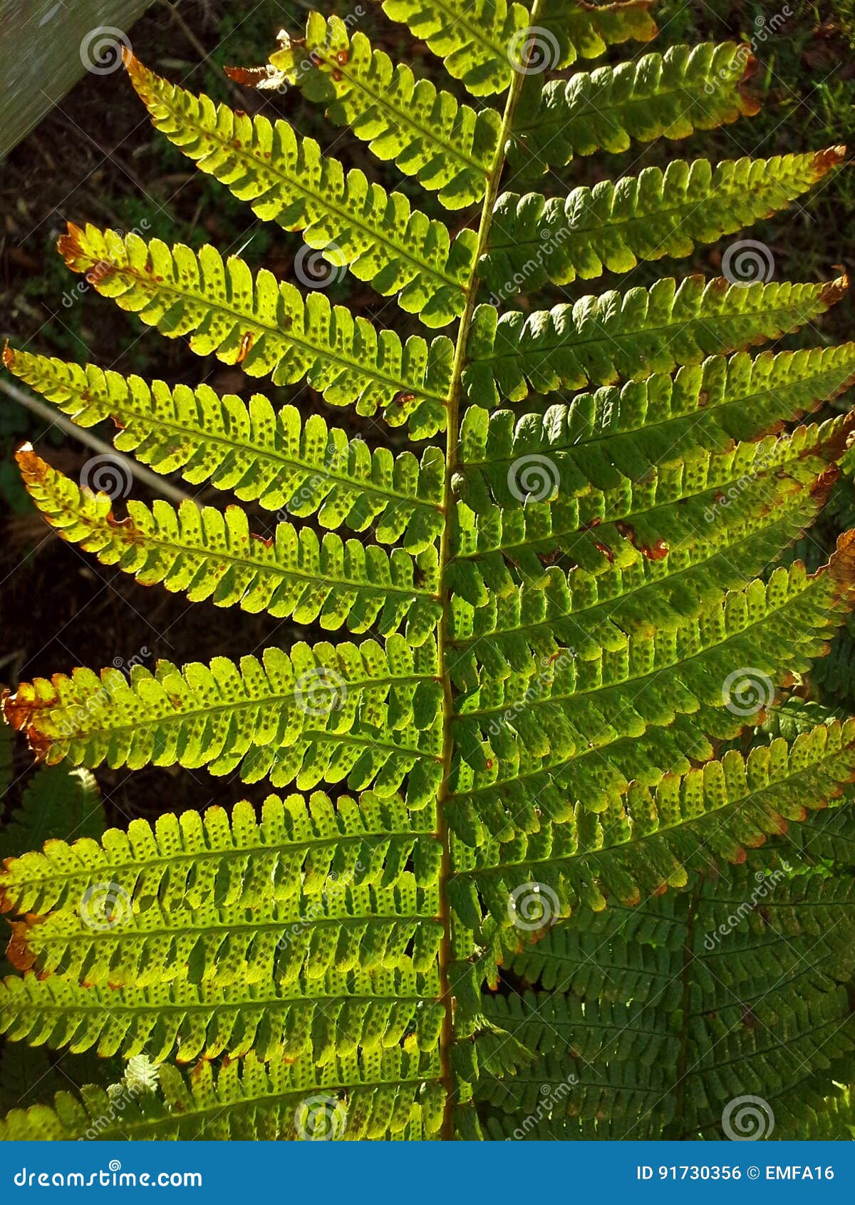 Translucent Green Fern stock photo. Image of winter, light - 91730356