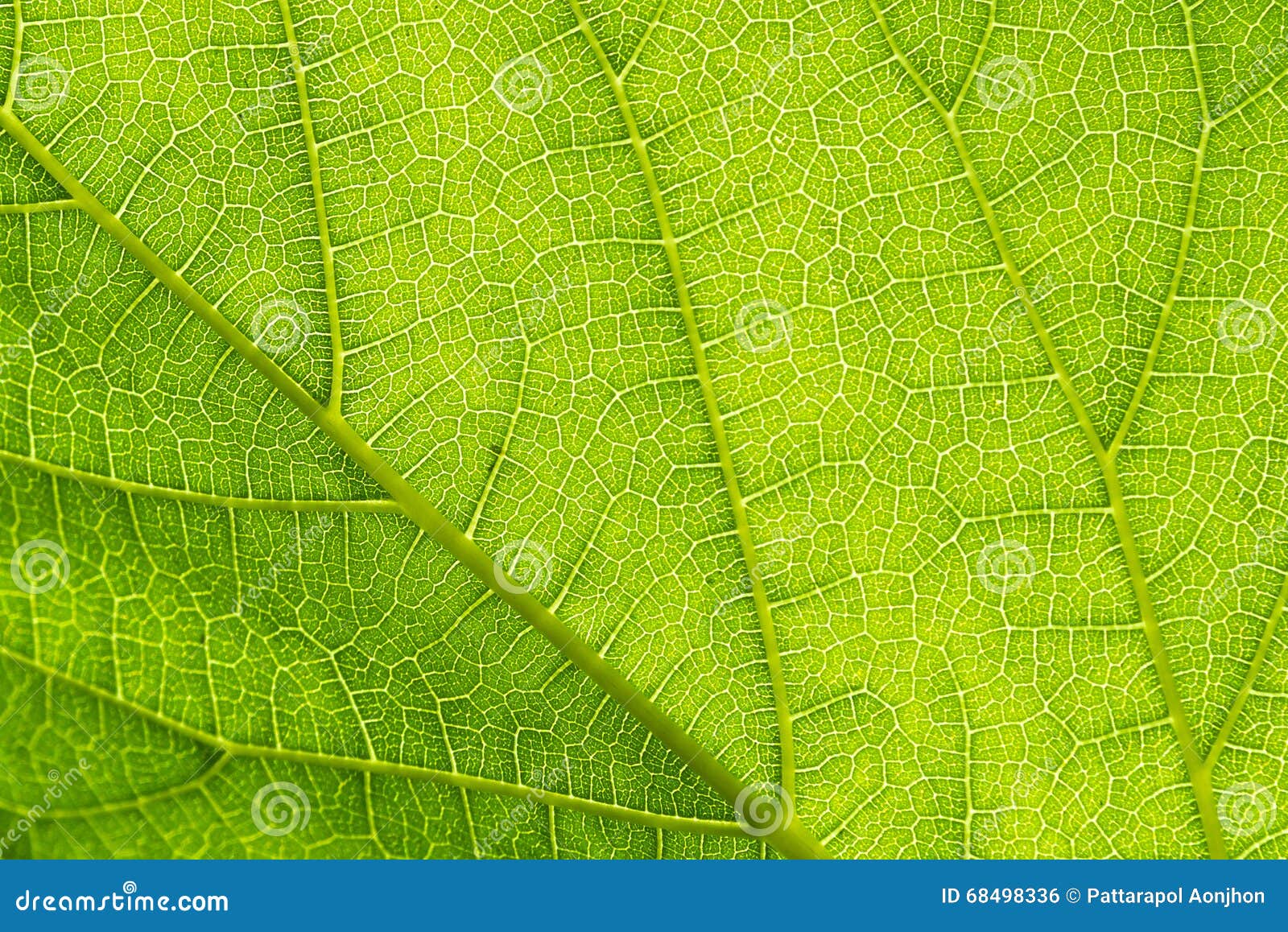 Translucent Green Leaves stock photo. Image of wallpaper - 68498336
