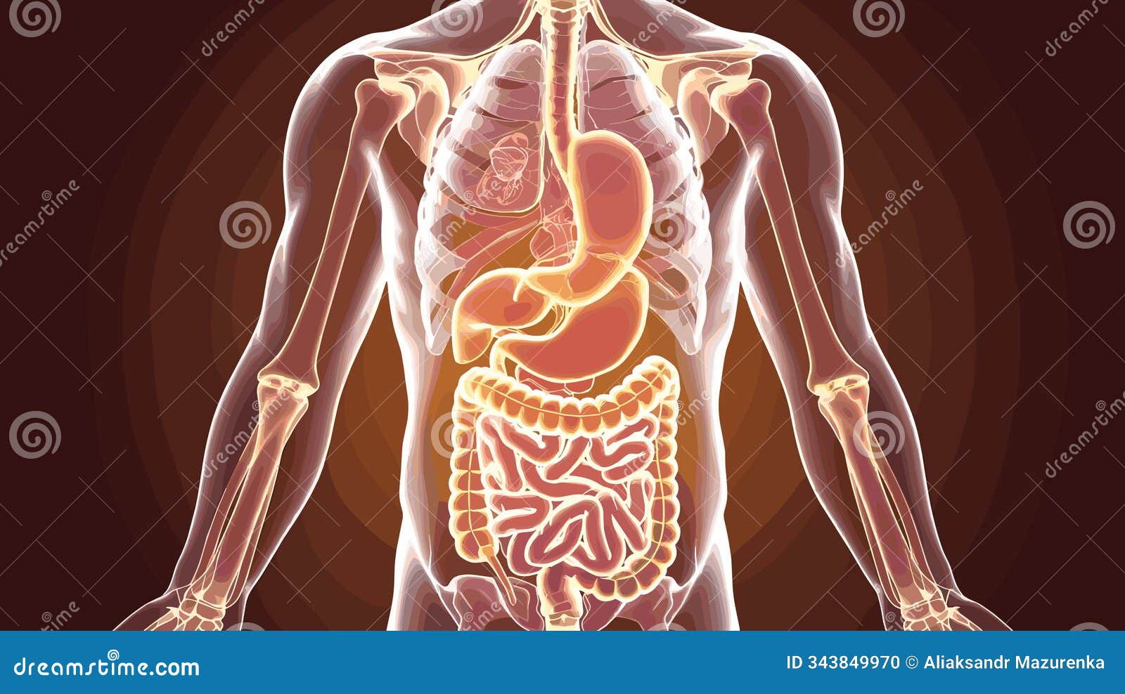 Translucent Human Torso Revealing Glowing Digestive System. Stock ...