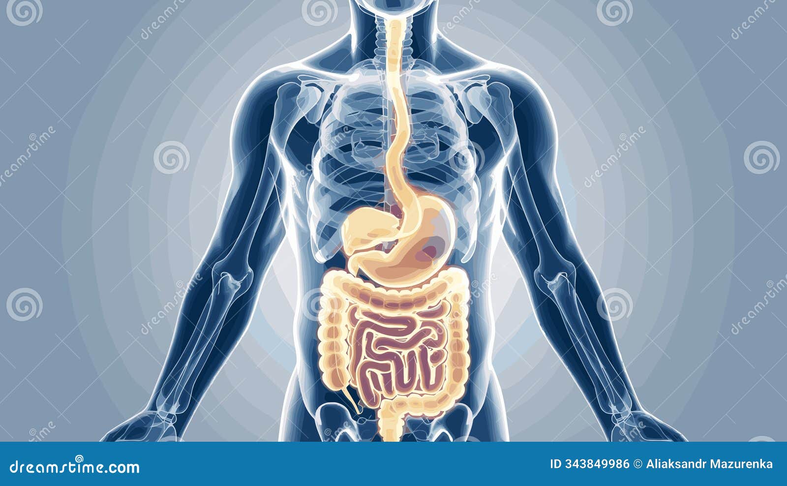 Translucent Human Torso Revealing Glowing Digestive System. Stock ...