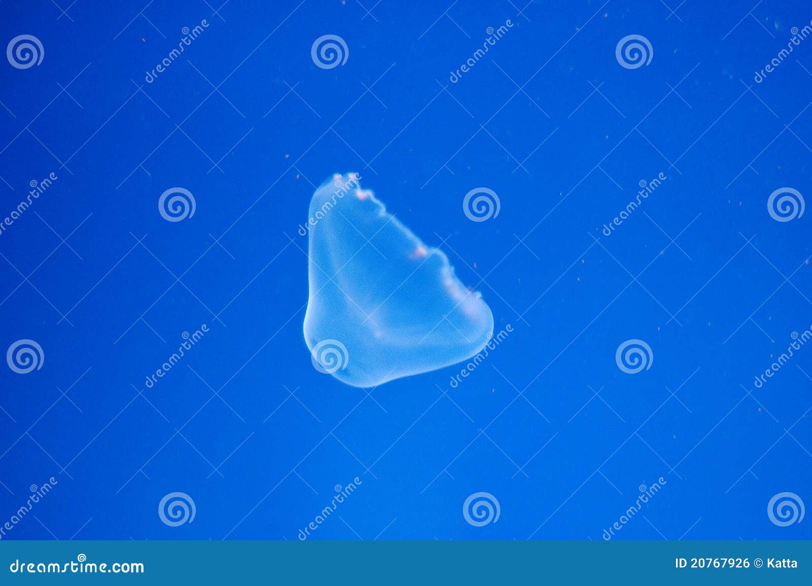 Translucent jelly fish stock photo. Image of nature, aquarium - 20767926