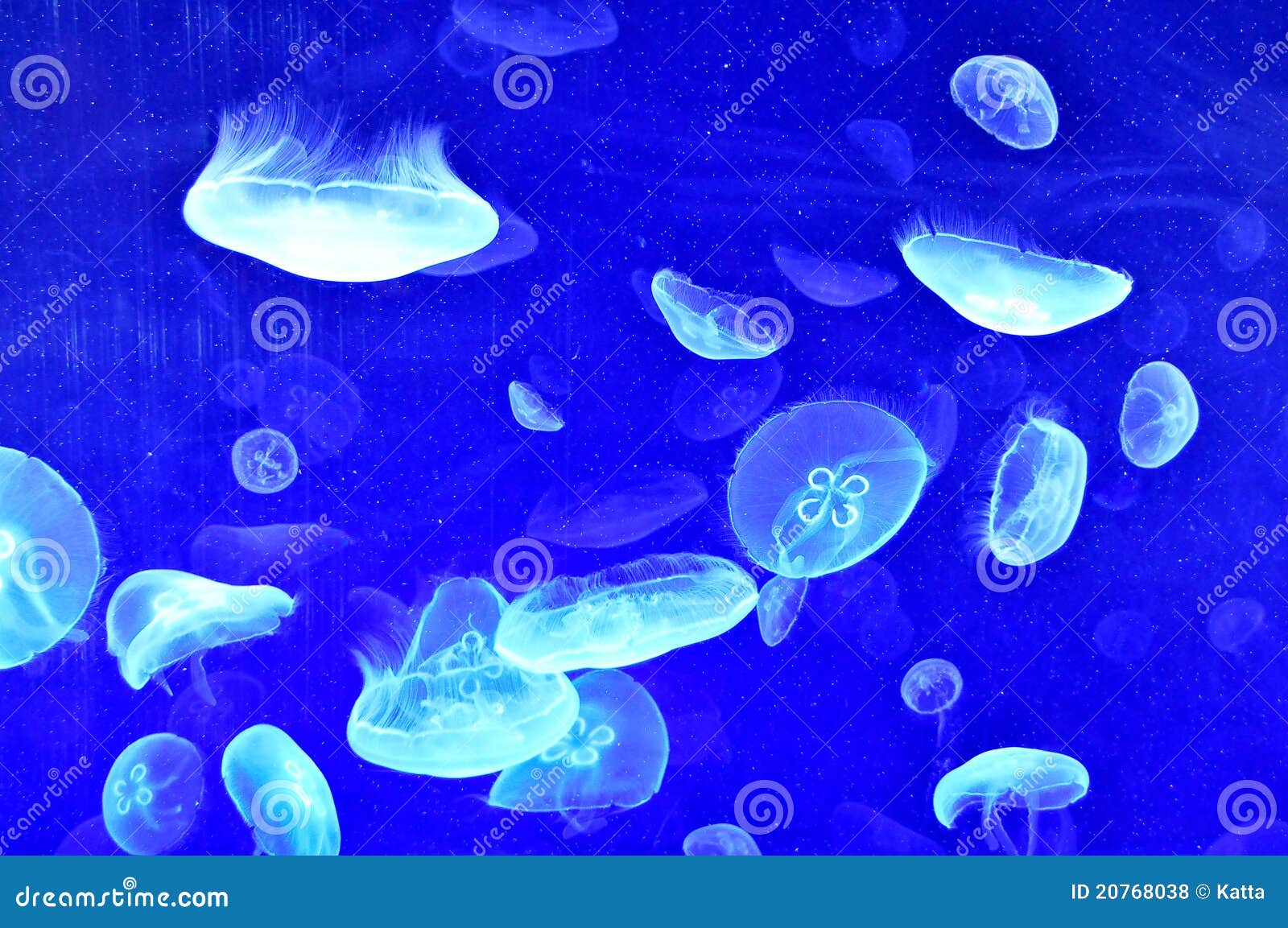 Translucent jelly fish stock photo. Image of jelly, swim - 20768038