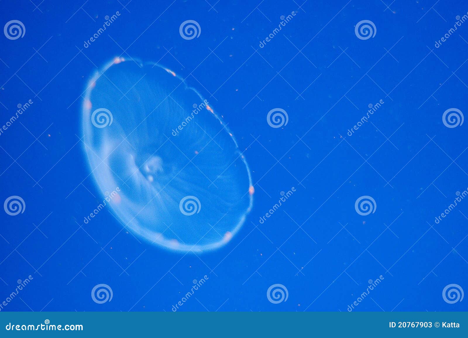 Translucent Jelly Fish Underwater Stock Image - Image of fishes ...