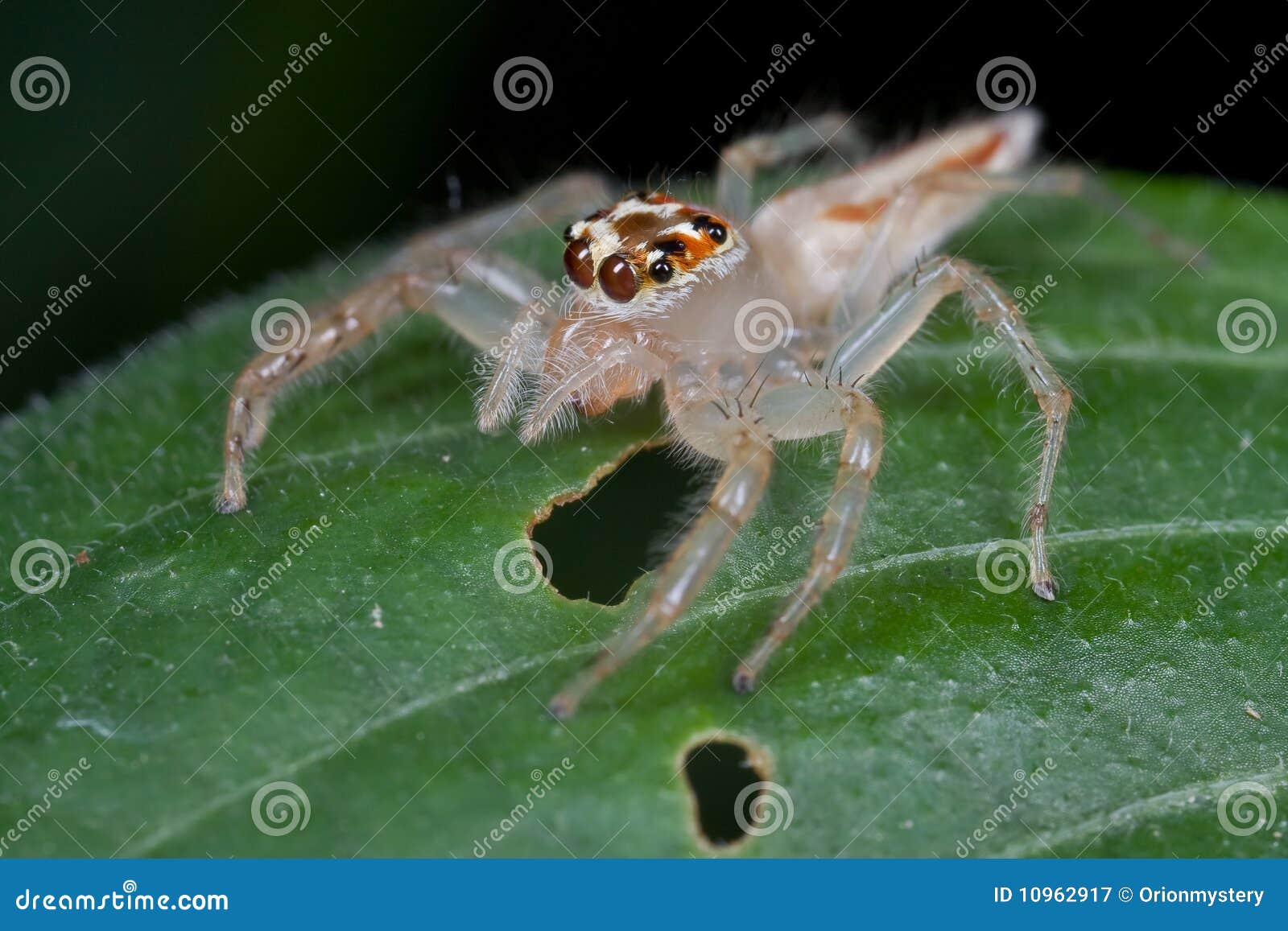 A Translucent Jumping Spider Stock Image - Image of park, abdomen: 10962917