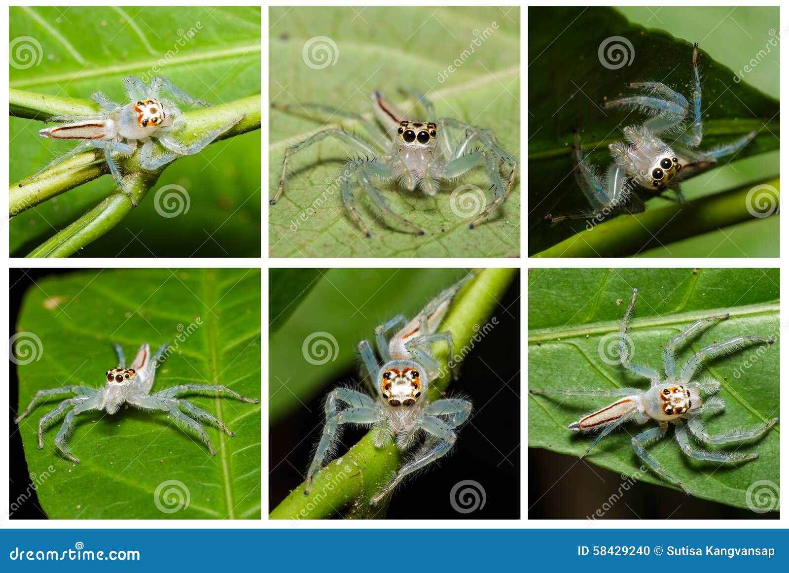 Translucent Jumping Spider in Wild Stock Photo - Image of salticidae ...