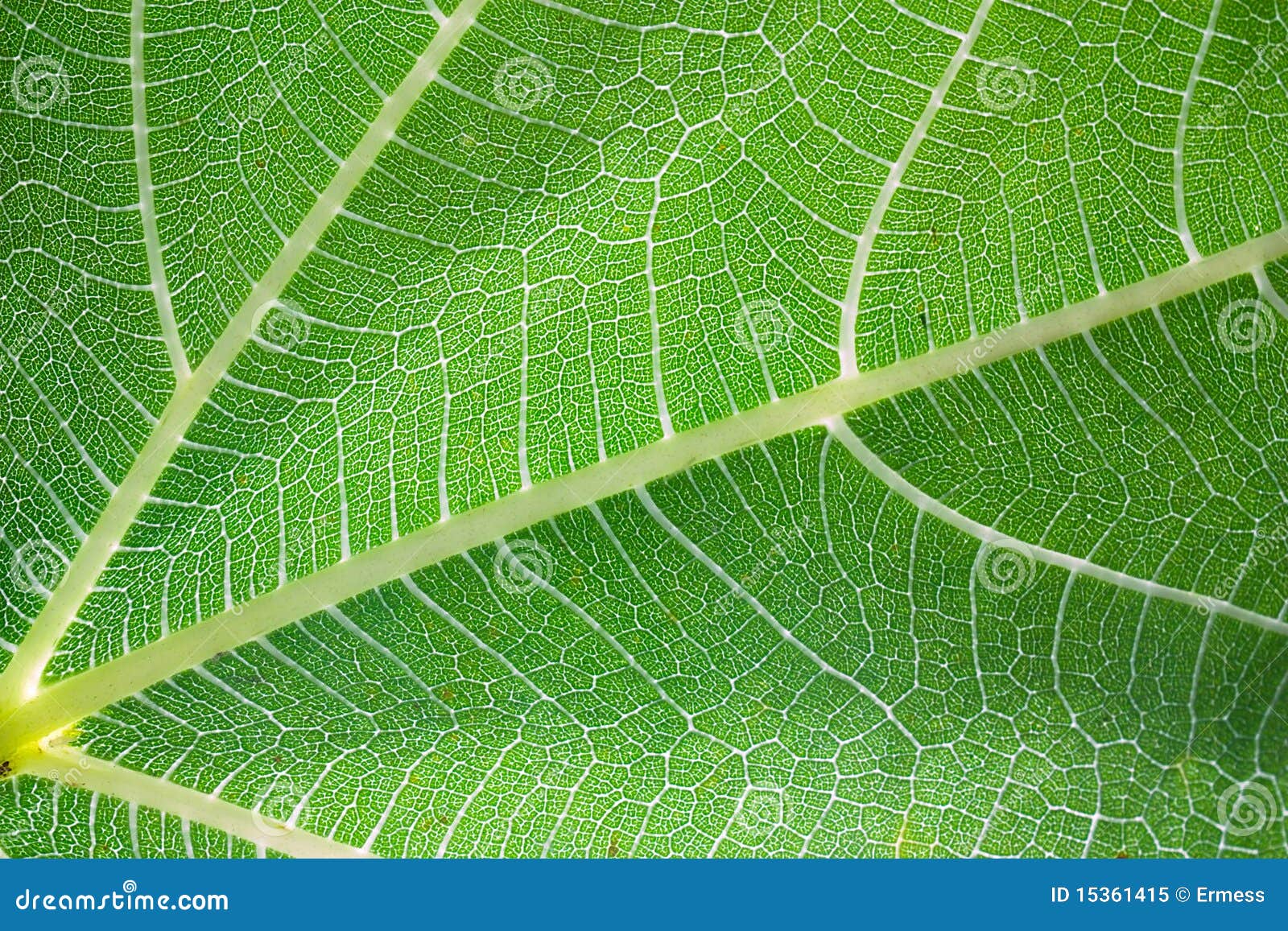 Translucent leaf stock image. Image of botany, health - 15361415