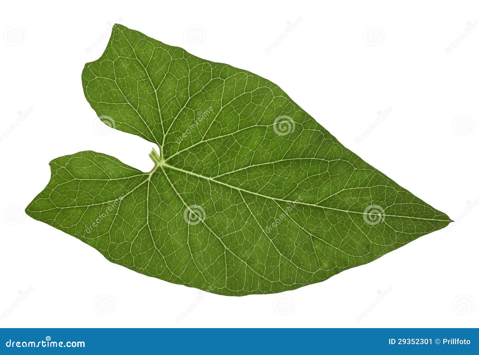 Translucent leaf stock image. Image of epidermis, flat - 29352301