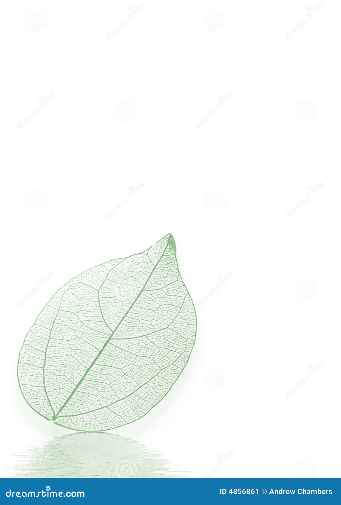 Translucent Leaf Background Stock Image - Image of light, green: 4856861